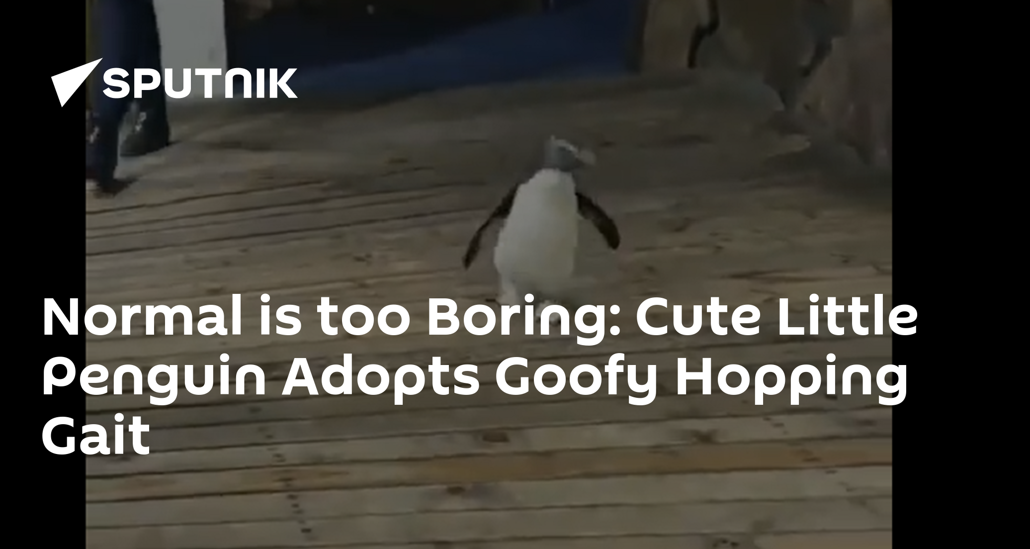 Normal is too Boring: Cute Little Penguin Adopts Goofy Hopping Gait