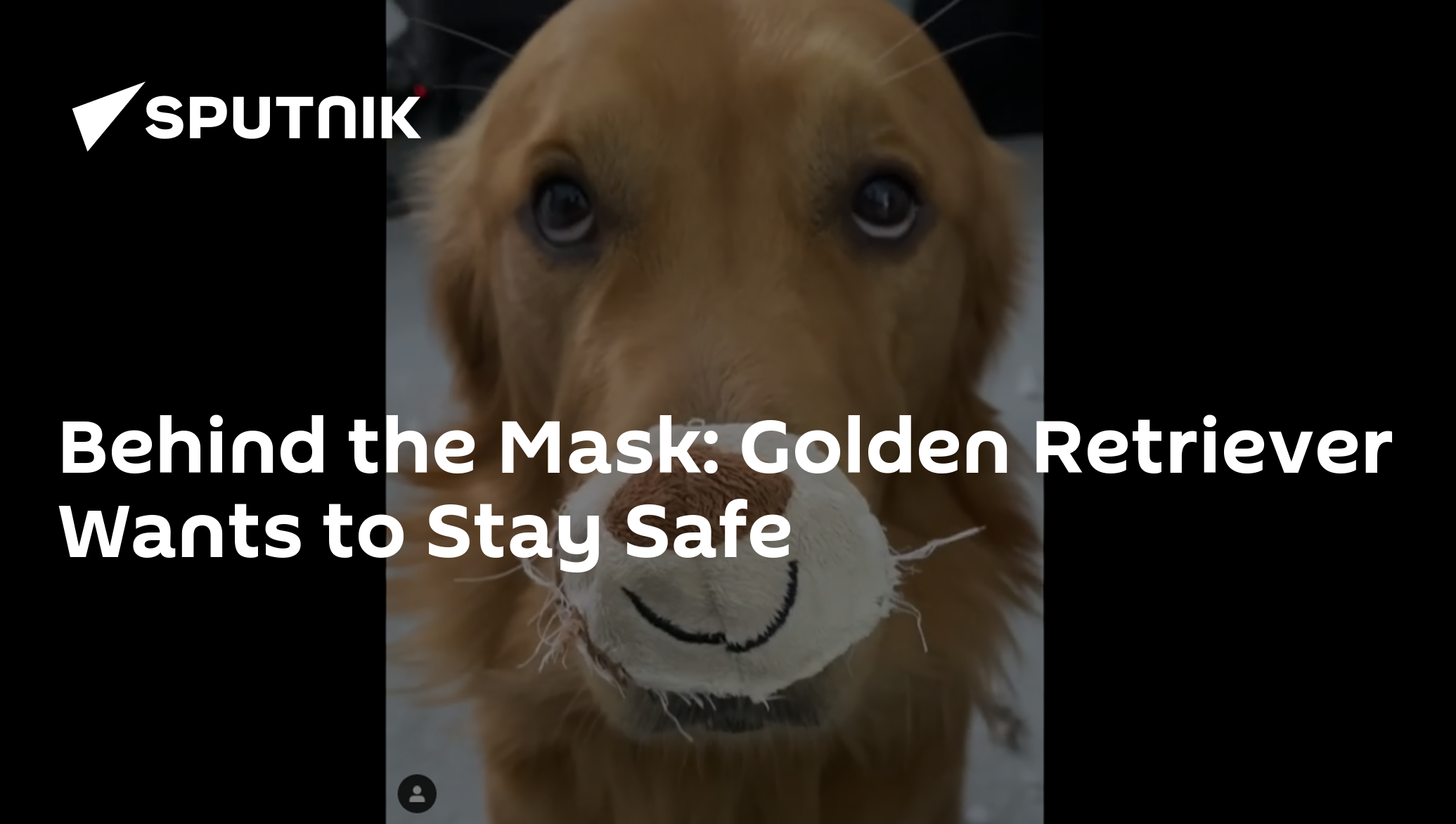 Behind the Mask: Golden Retriever Wants to Stay Safe