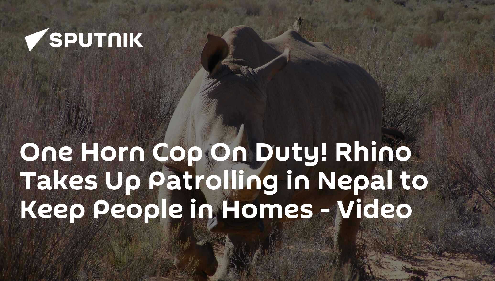 One Horn Cop On Duty! Rhino Takes Up Patrolling in Nepal to Keep People ...
