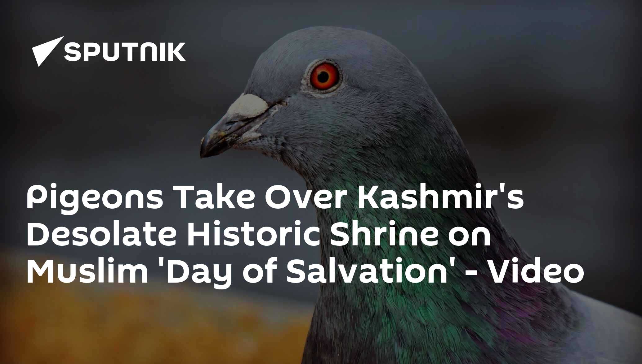 Pigeons Take Over Kashmir's Desolate Historic Shrine on Muslim 'Day of ...