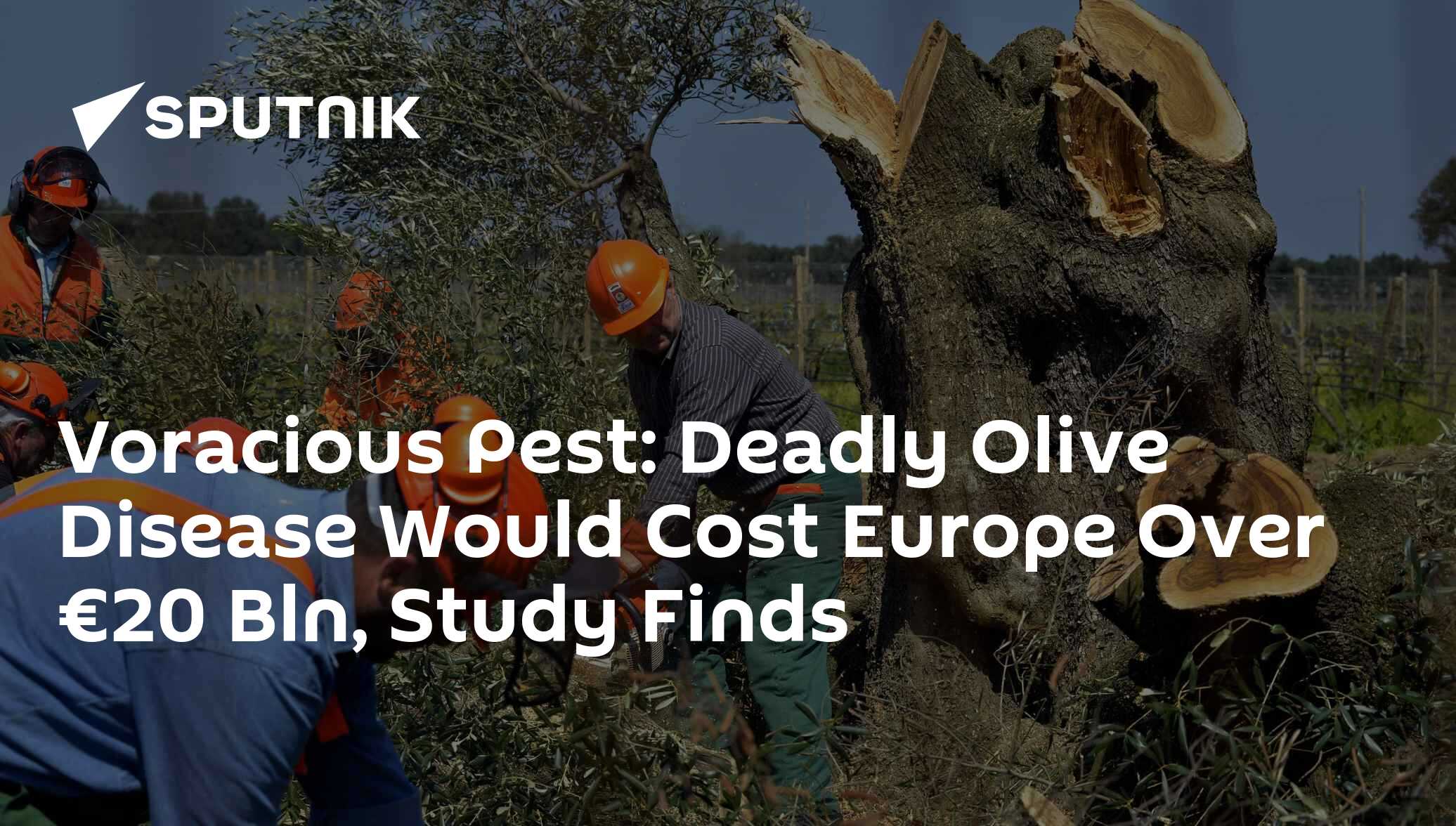 Voracious Pest: Deadly Olive Disease Would Cost Europe Over €20 Bln ...