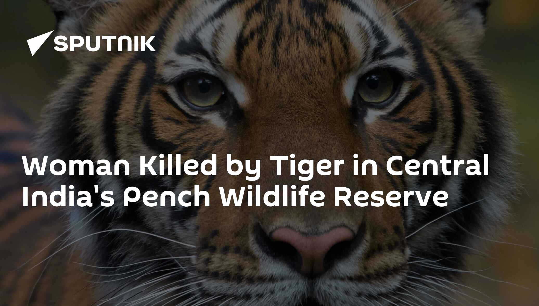 Woman Killed by Tiger in Central India's Pench Wildlife Reserve - 15.04 ...