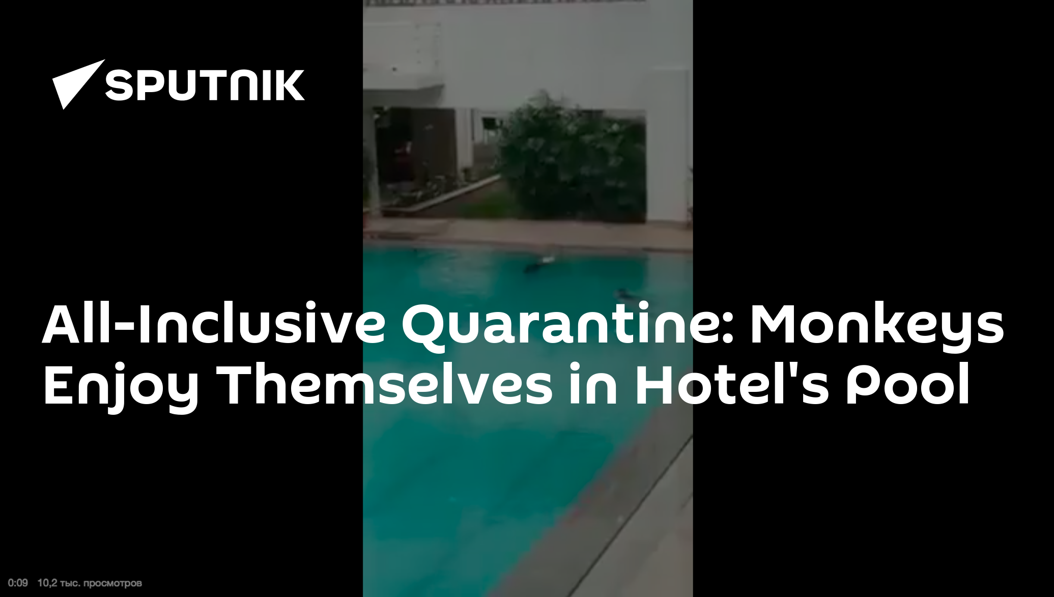 All-Inclusive Quarantine: Monkeys Enjoy Themselves in Hotel's Pool - 26 ...