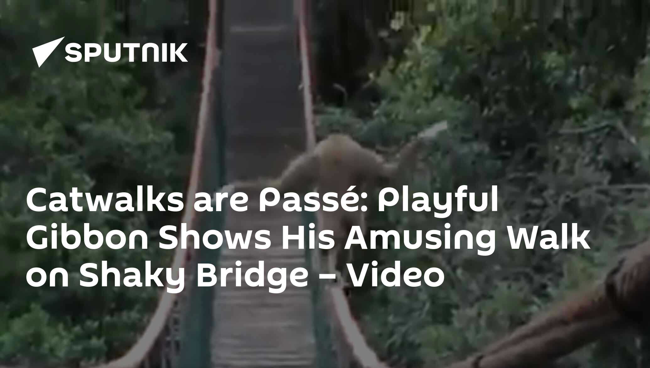 Catwalks are Passé: Playful Gibbon Shows His Amusing Walk on Shaky ...