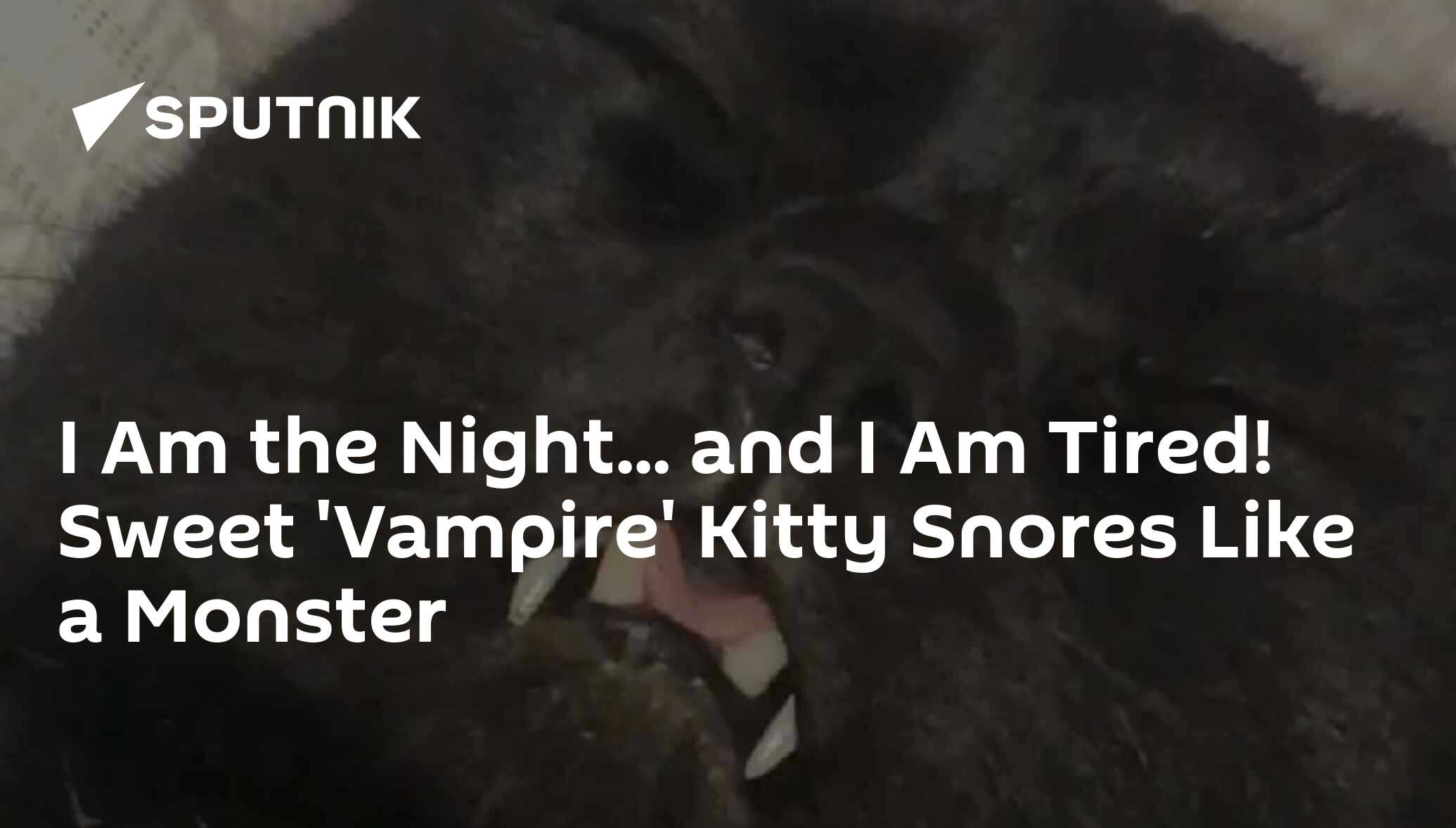 I Am the Night... and I Am Tired! Sweet 'Vampire' Kitty Snores Like a ...