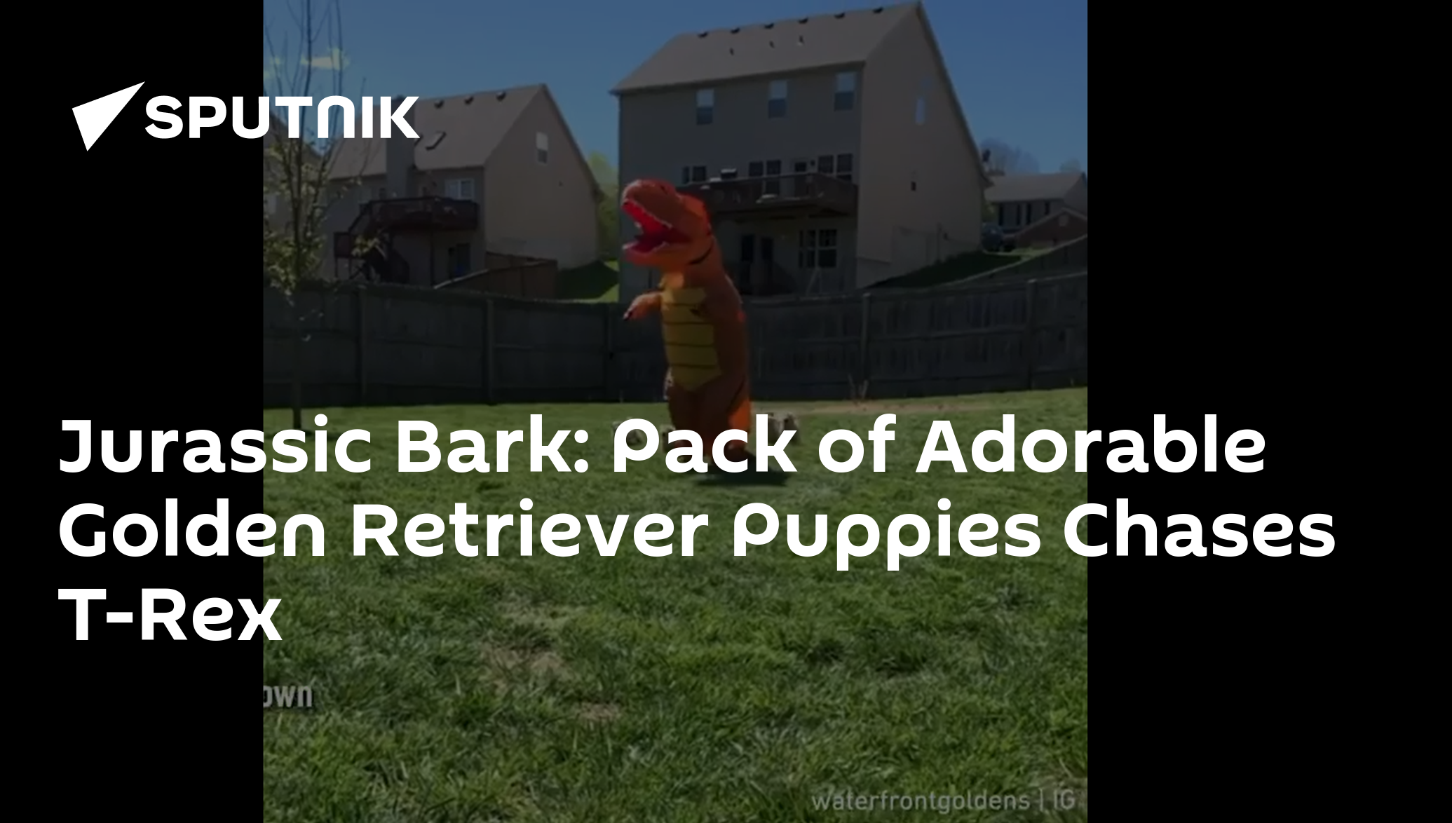 Jurassic Bark: Pack of Adorable Golden Retriever Puppies Chases T-Rex