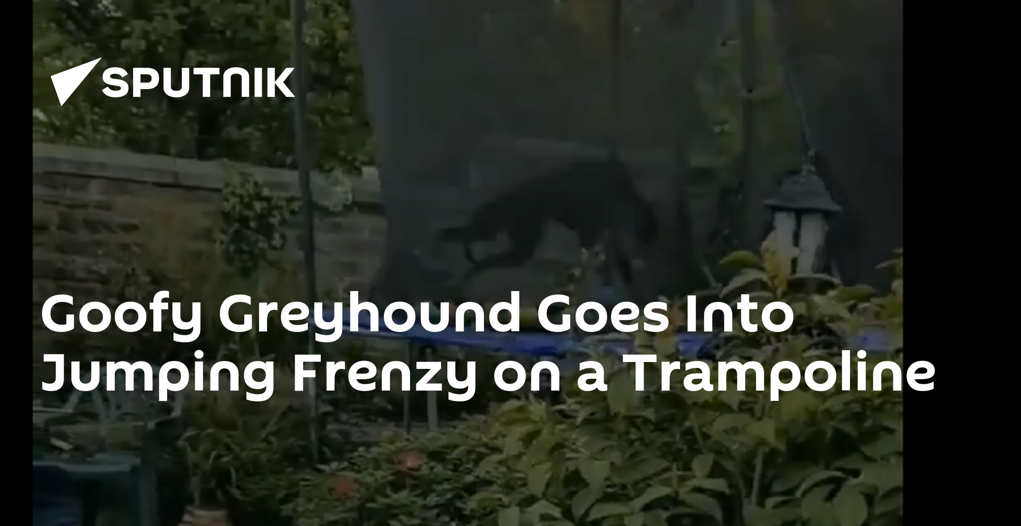 Goofy Greyhound Goes Into Jumping Frenzy on a Trampoline