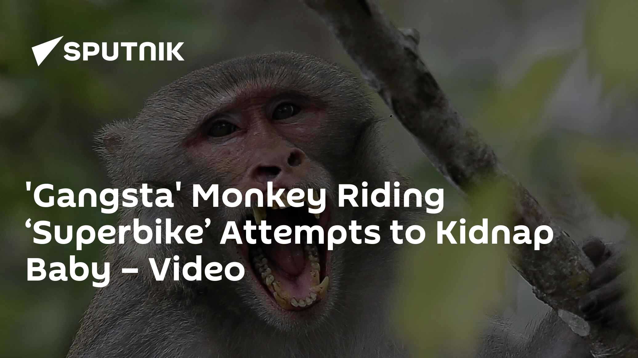 'Gangsta' Monkey Riding ‘Superbike’ Attempts to Kidnap Baby – Video ...