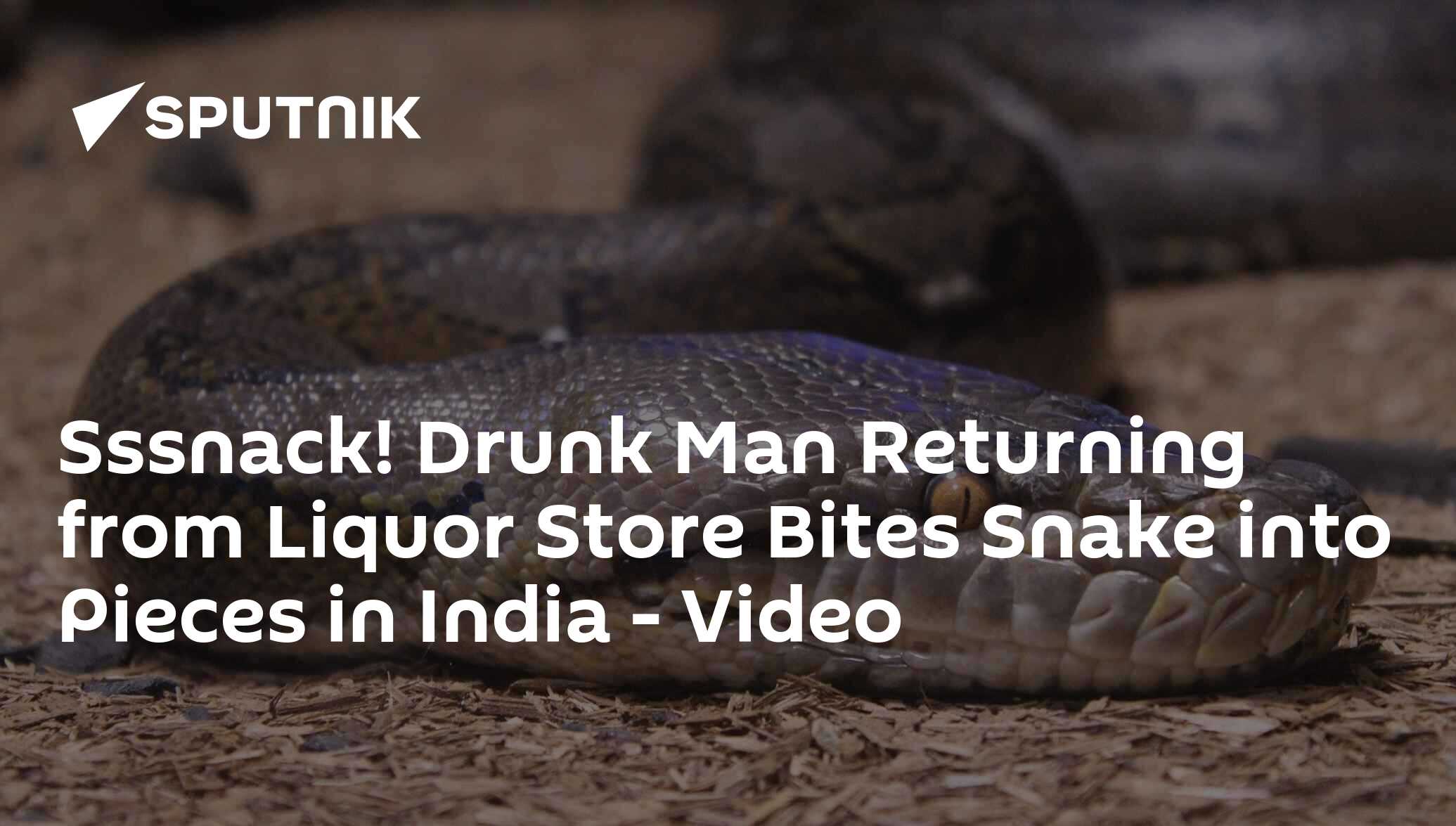 Sssnack! Drunk Man Returning from Liquor Store Bites Snake into Pieces ...