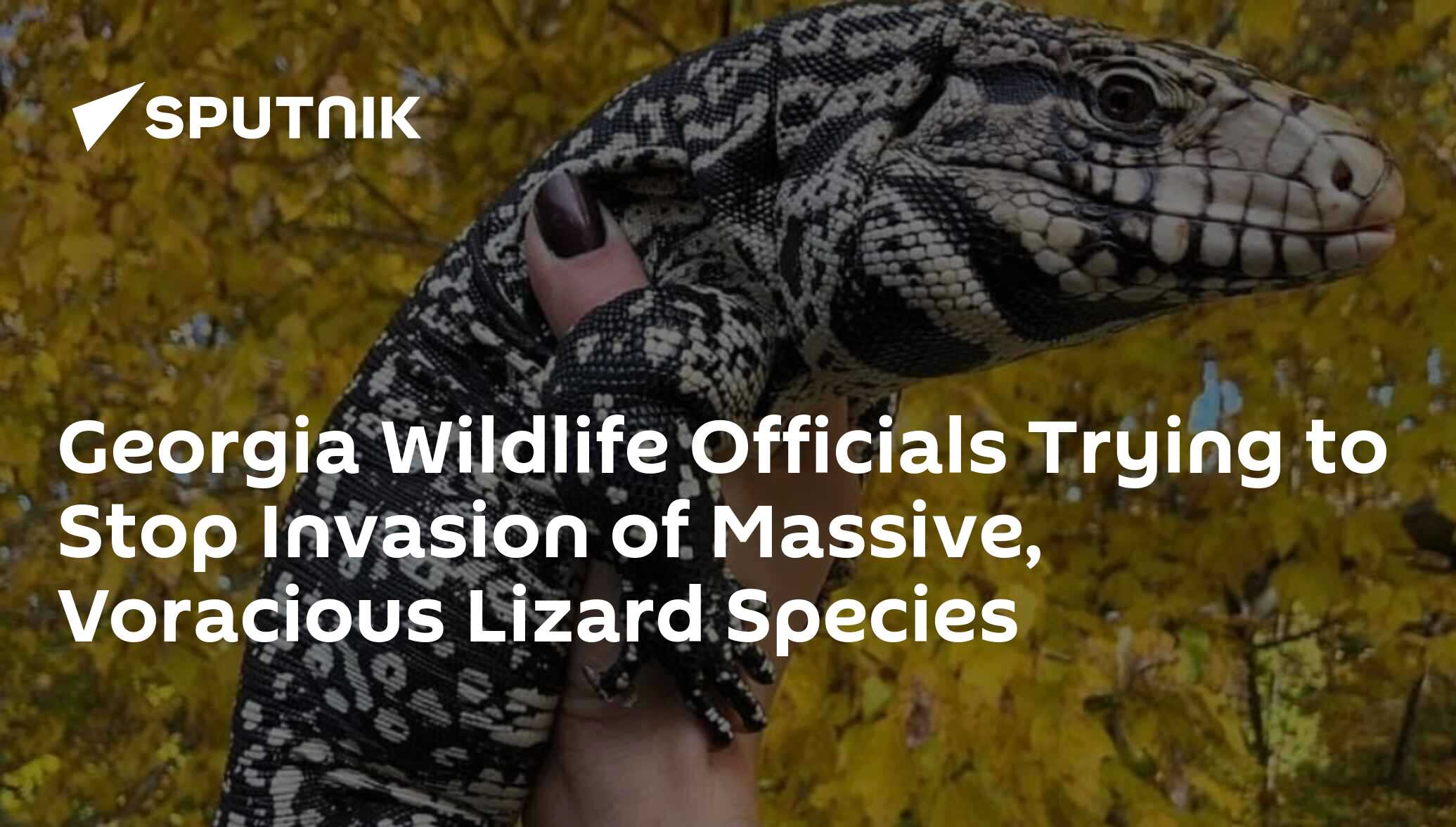 Georgia Wildlife Officials Trying to Stop Invasion of Massive ...