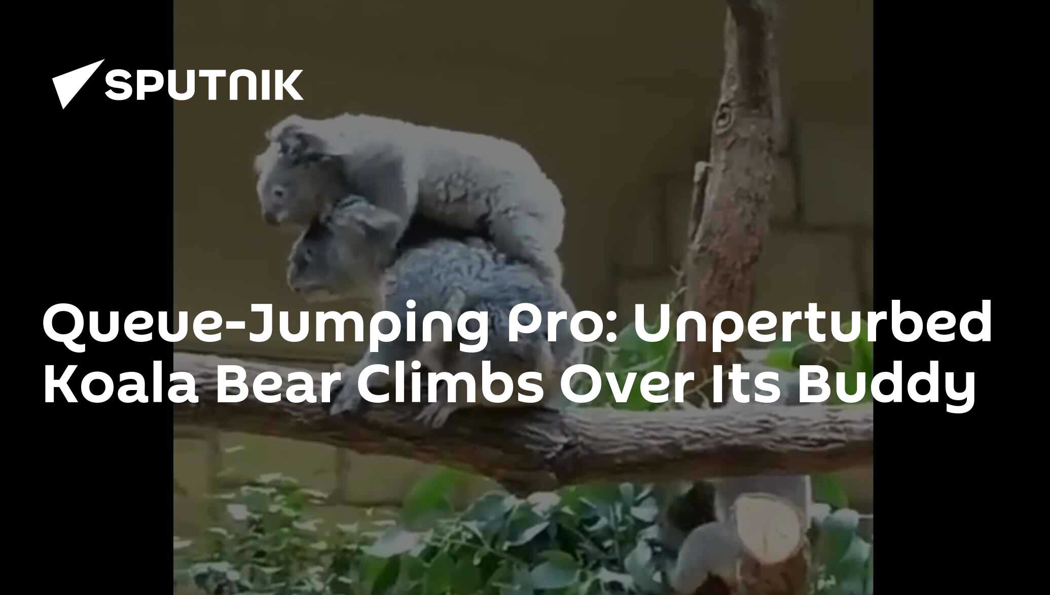 Queue-Jumping Pro: Unperturbed Koala Bear Climbs Over Its Buddy
