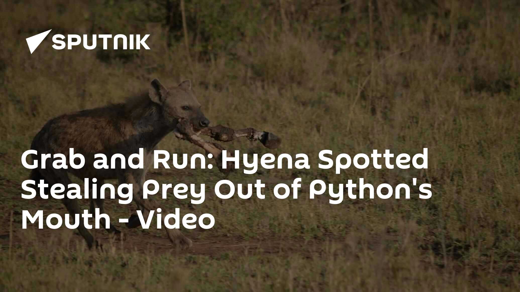 Grab and Run: Hyena Spotted Stealing Prey Out of Python's Mouth - Video ...