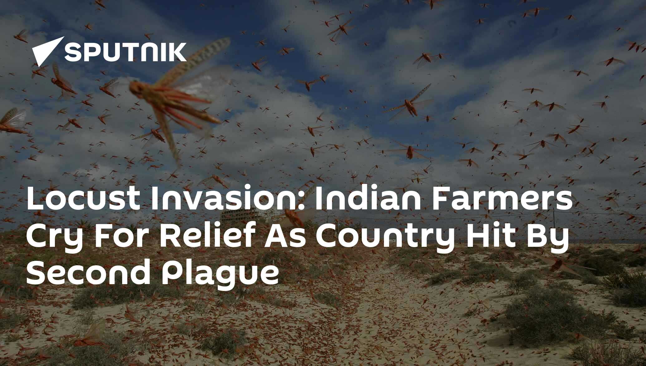 Locust Invasion: Indian Farmers Cry For Relief As Country Hit By Second ...