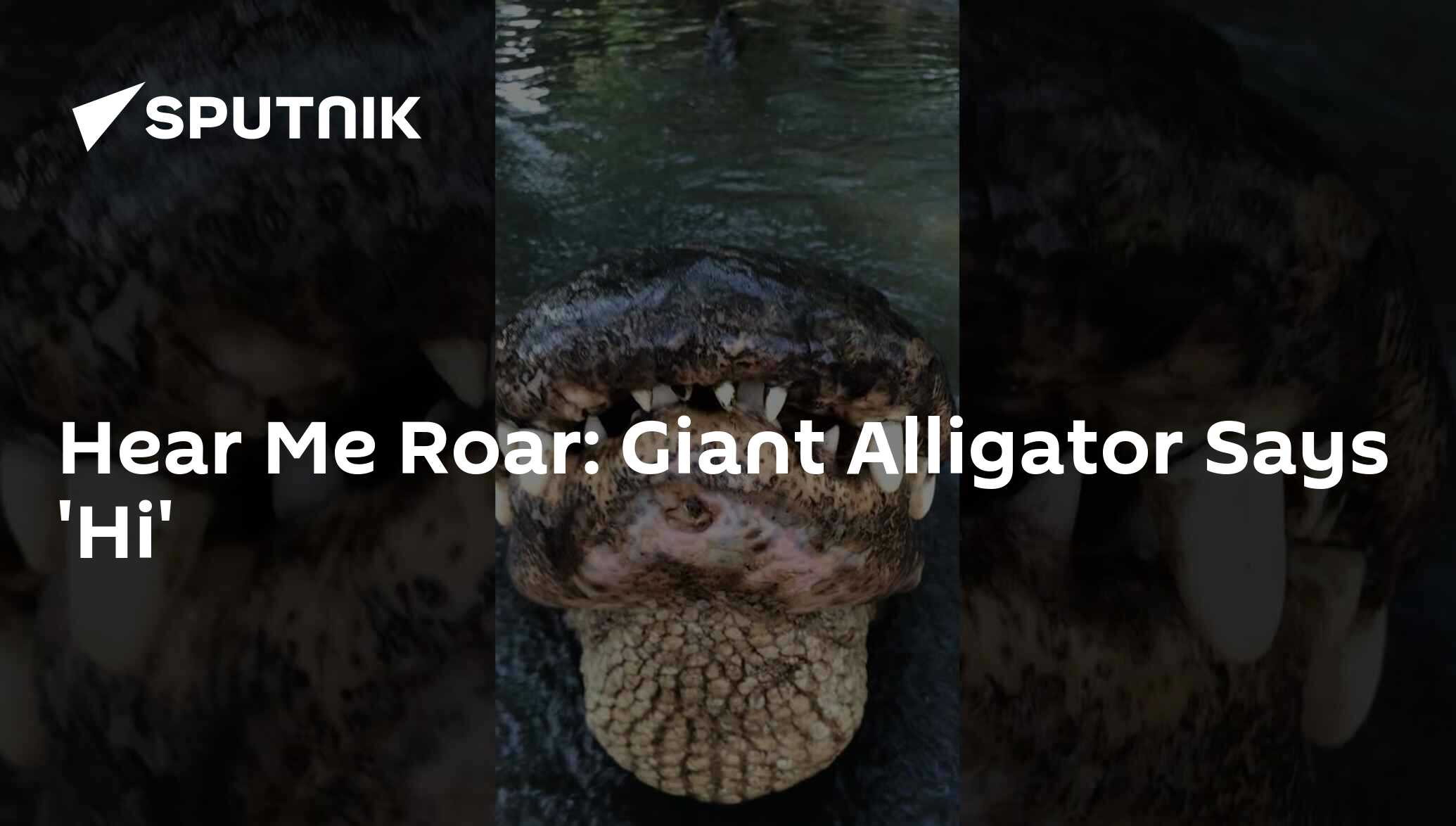 Hear Me Roar: Giant Alligator Says 'Hi'
