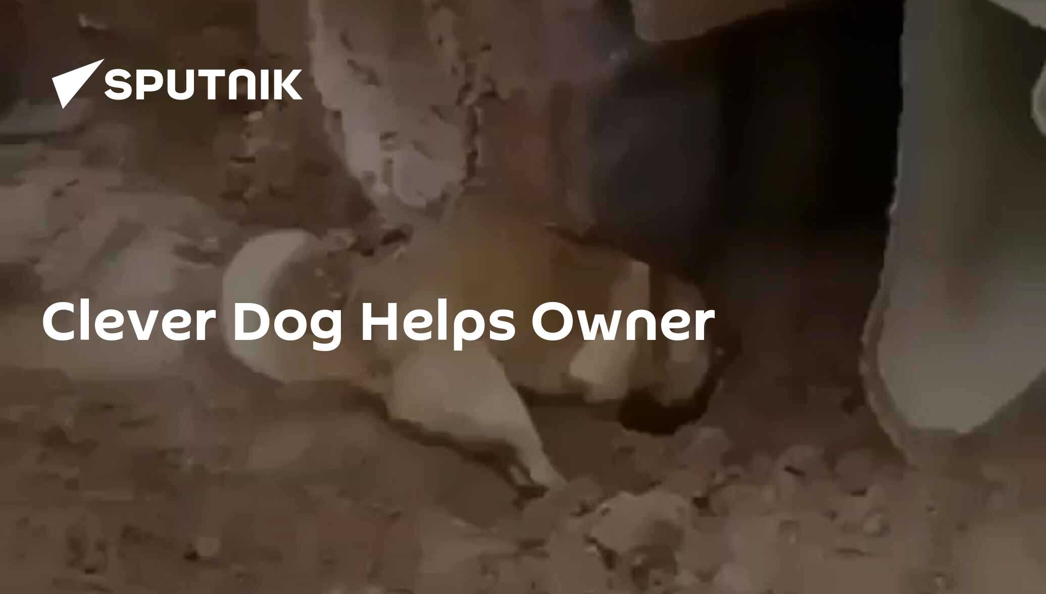 Clever Dog Helps Owner - 15.06.2020, Sputnik International