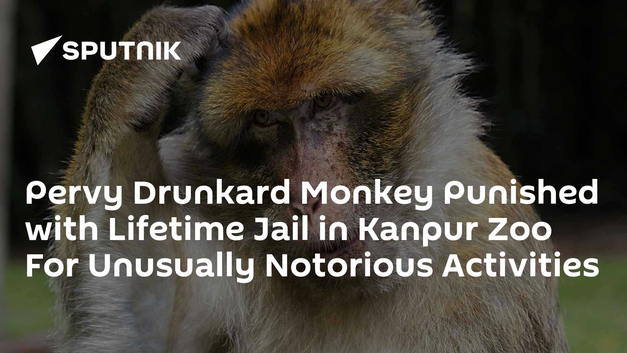 Pervy Drunkard Monkey Punished with Lifetime Jail in Kanpur Zoo For ...