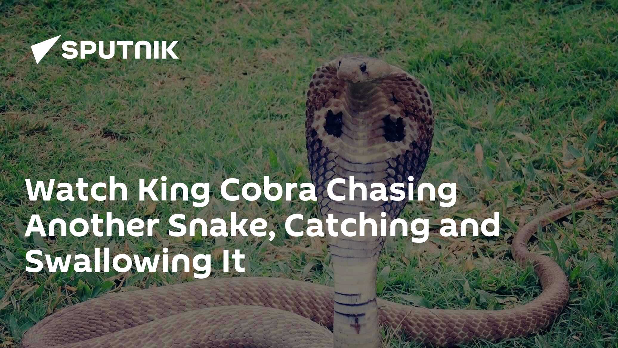 Watch King Cobra Chasing Another Snake, Catching and Swallowing It - 22 ...