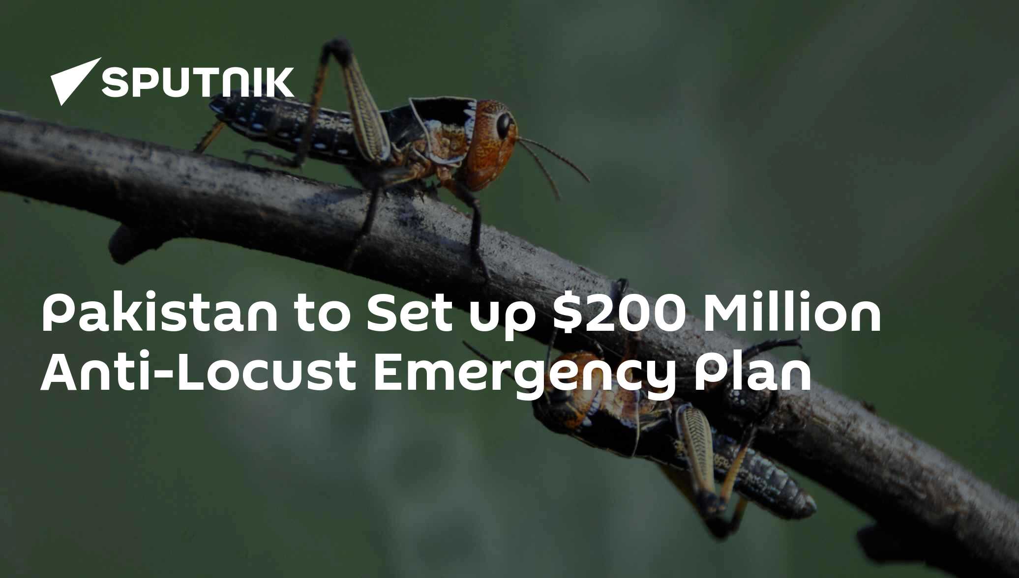 Pakistan to Set up $200 Million Anti-Locust Emergency Plan - 22.06.2020 ...