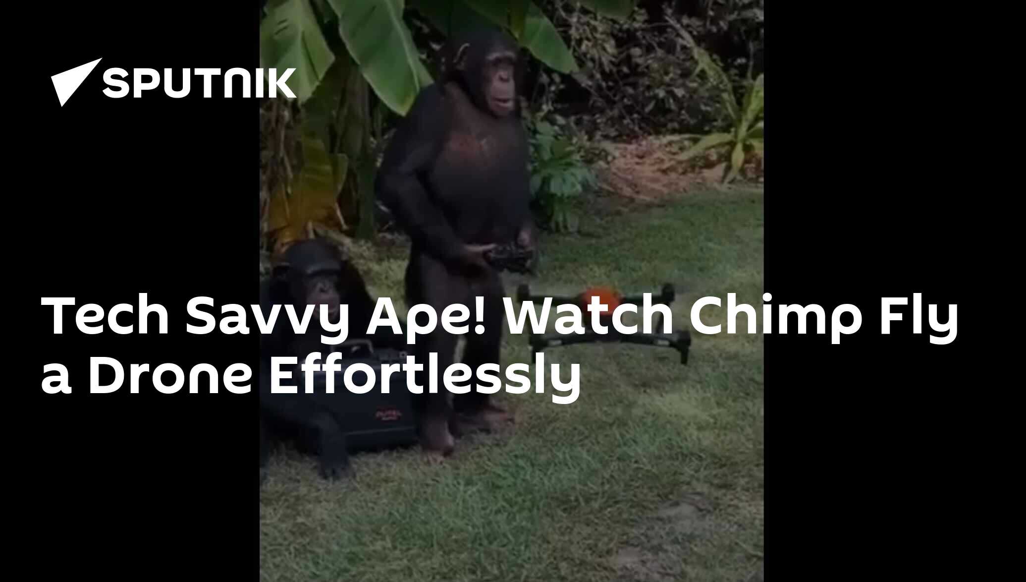 Tech Savvy Ape! Watch Chimp Fly a Drone Effortlessly - 23.06.2020 ...