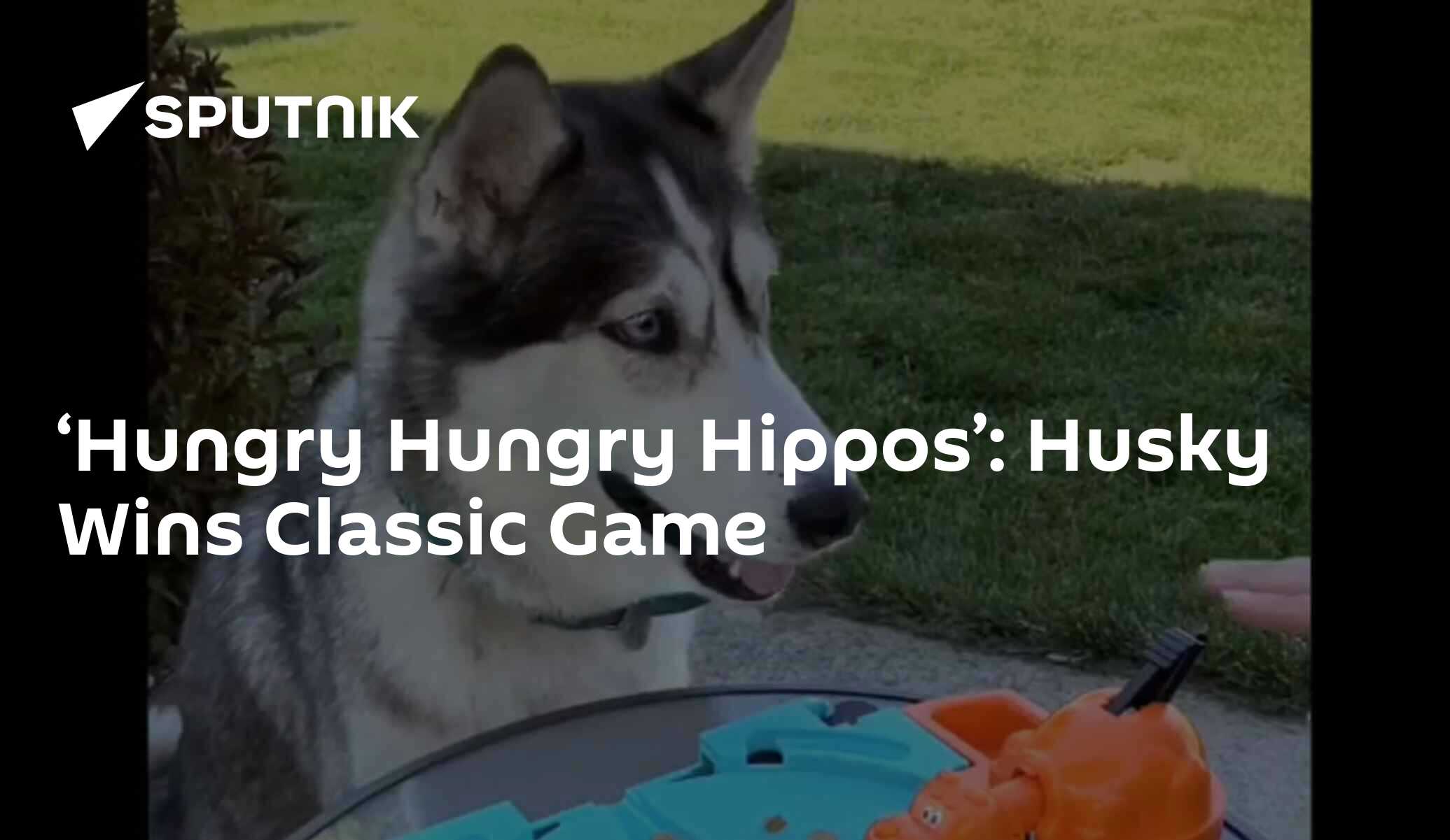 ‘Hungry Hungry Hippos’: Husky Wins Classic Game