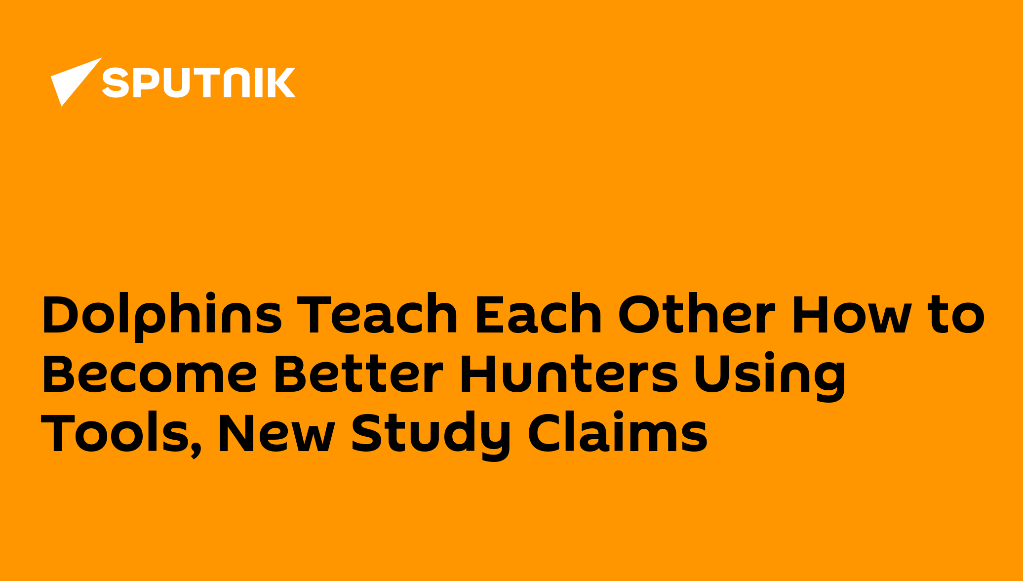 Dolphins Teach Each Other How to Become Better Hunters Using Tools, New ...