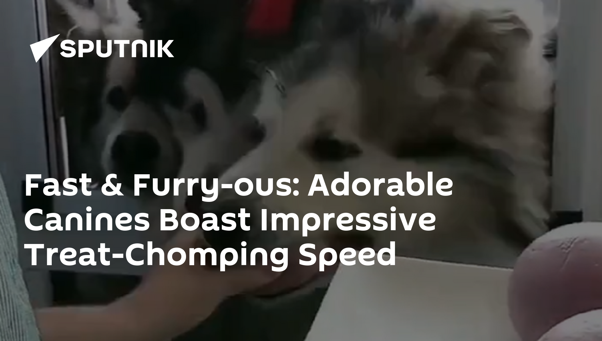 Fast & Furry-ous: Adorable Canines Boast Impressive Treat-Chomping Speed