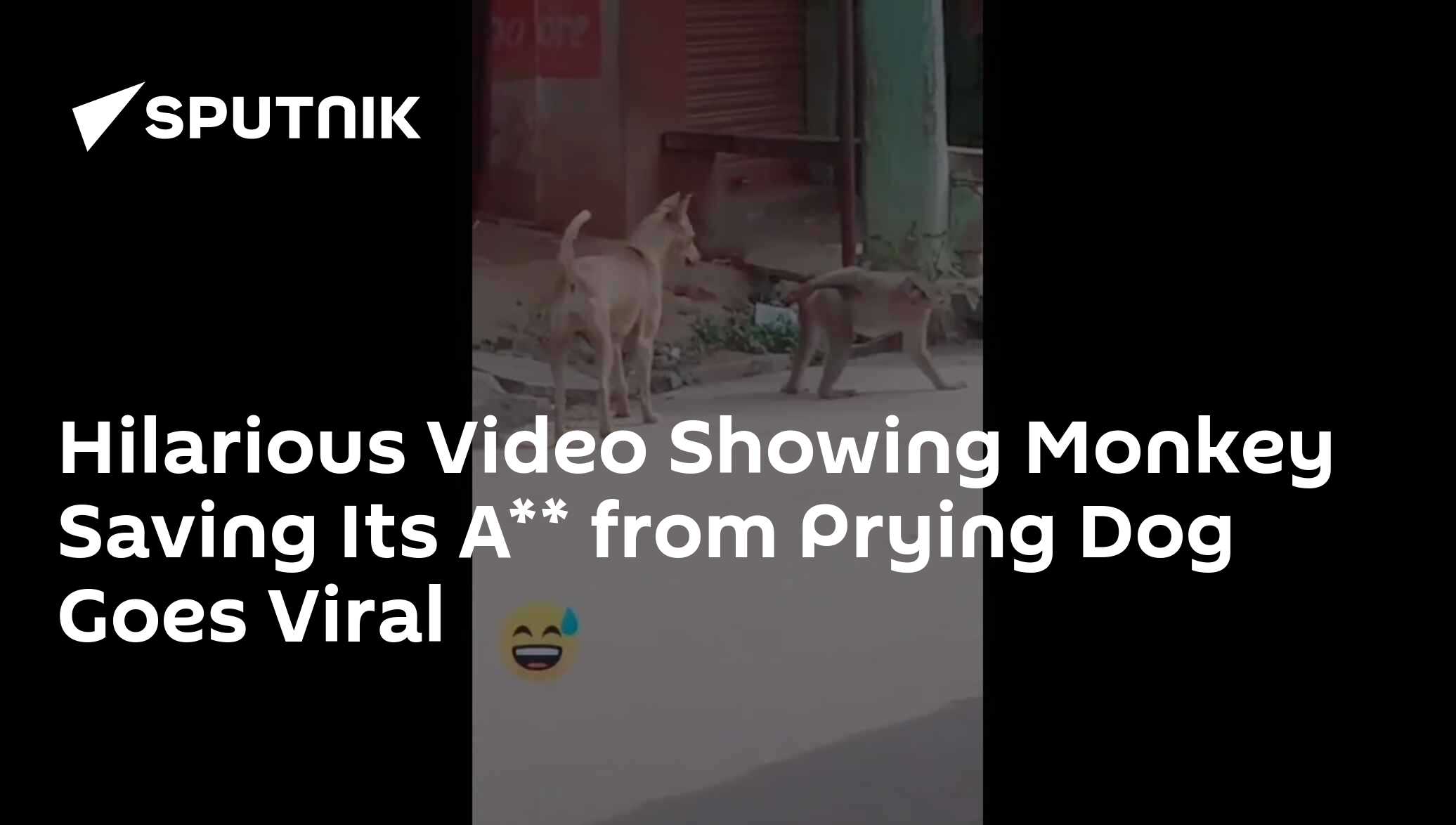 Hilarious Video Showing Monkey Saving Its A** from Prying Dog Goes ...