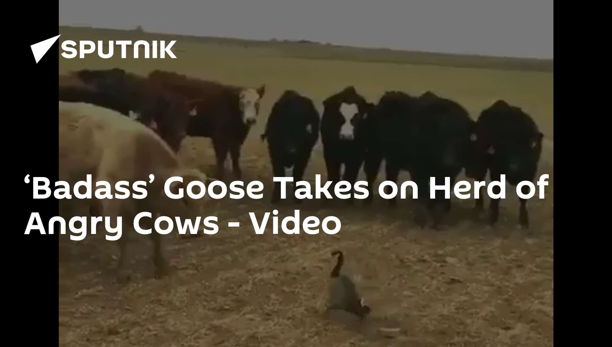 ‘Badass’ Goose Takes on Herd of Angry Cows - Video - 01.07.2020 ...