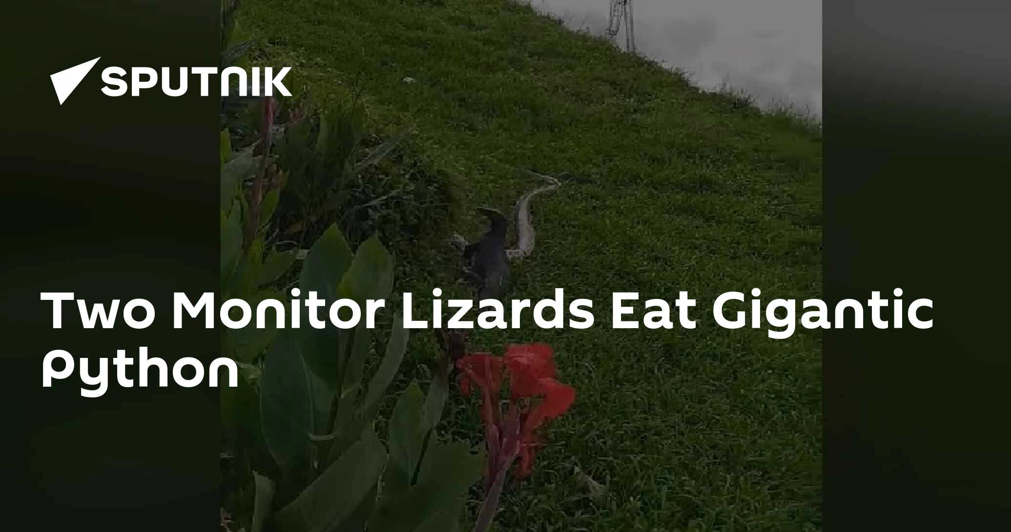 Two Monitor Lizards Eat Gigantic Python - 01.07.2020, Sputnik International