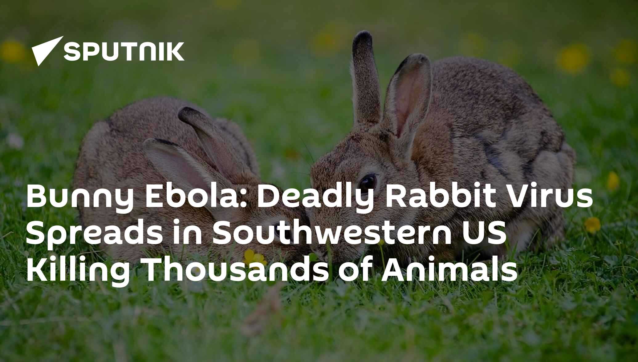 Bunny Ebola: Deadly Rabbit Virus Spreads in Southwestern US Killing ...