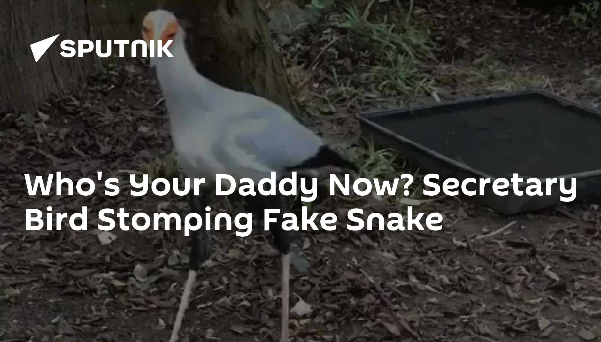 Who's Your Daddy Now? Secretary Bird Stomping Fake Snake