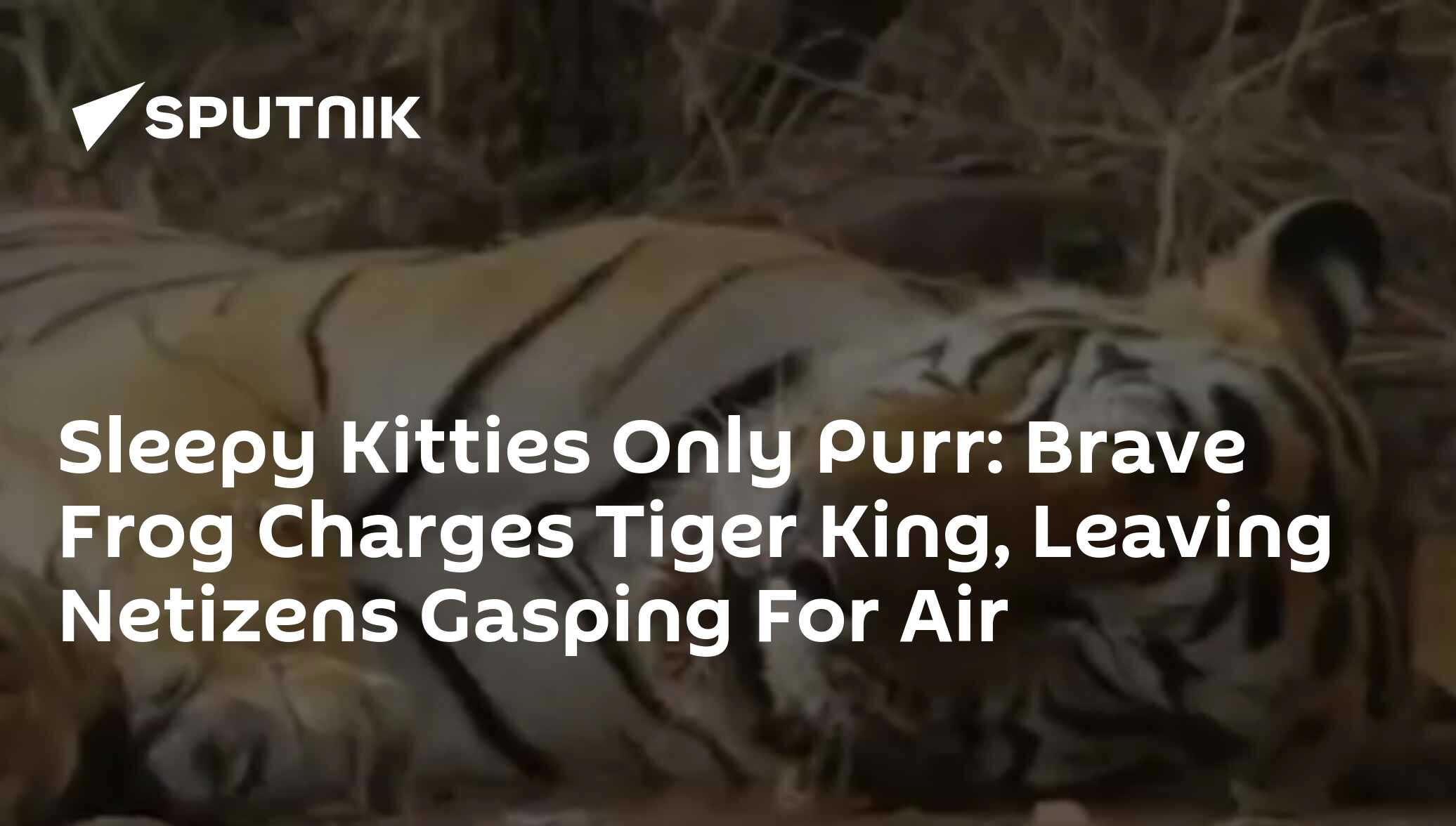 Sleepy Kitties Only Purr: Brave Frog Charges Tiger King, Leaving ...