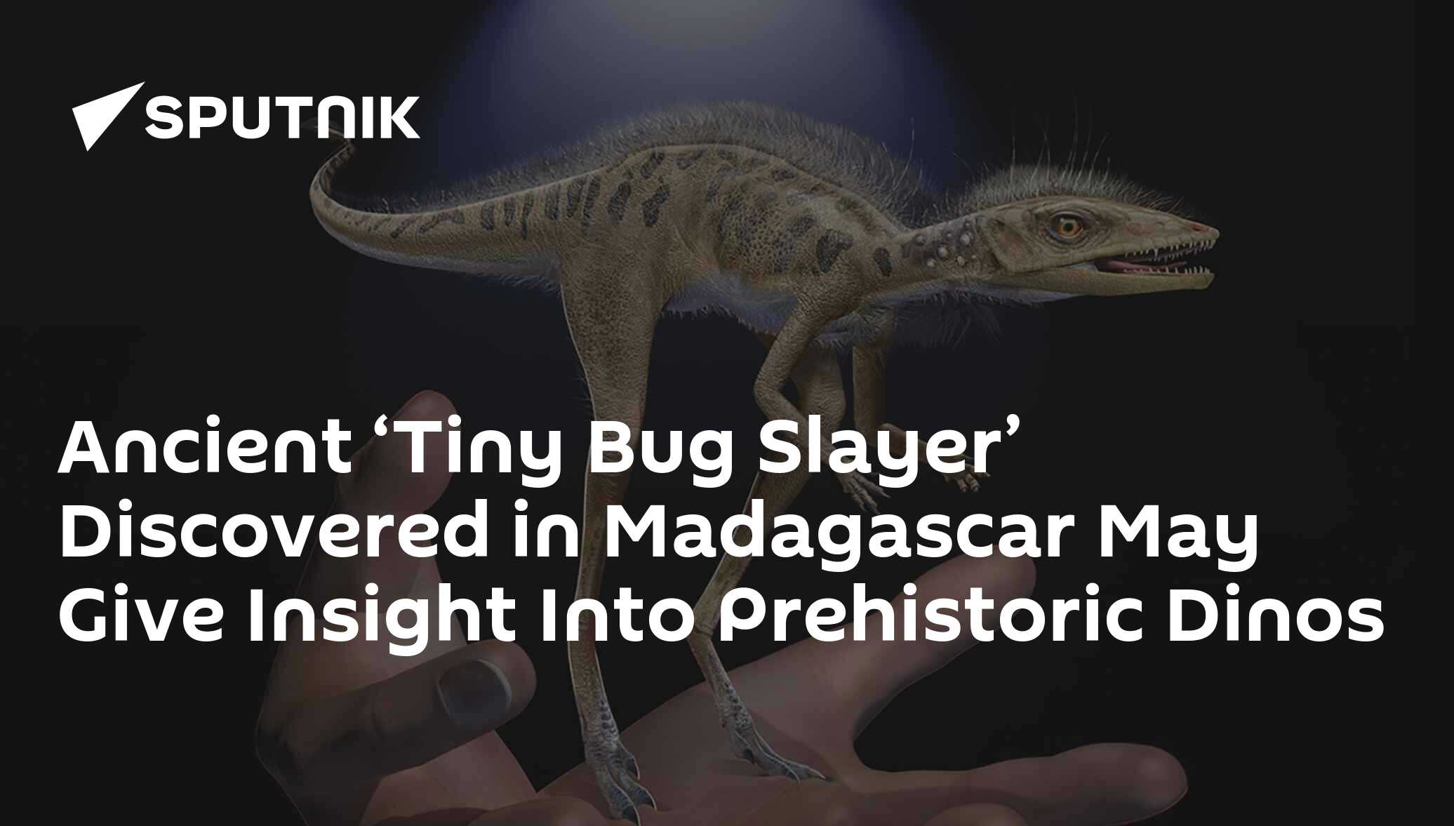 Ancient ‘Tiny Bug Slayer’ Discovered in Madagascar May Give Insight ...