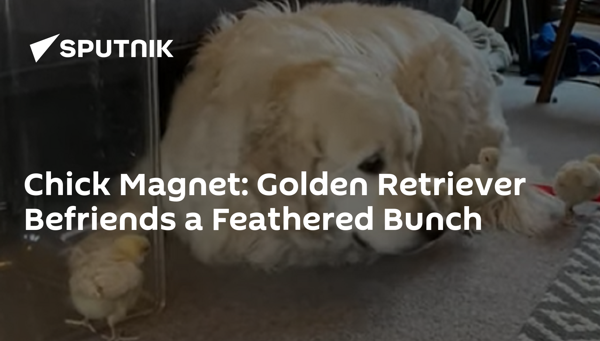 Chick Magnet: Golden Retriever Befriends a Feathered Bunch