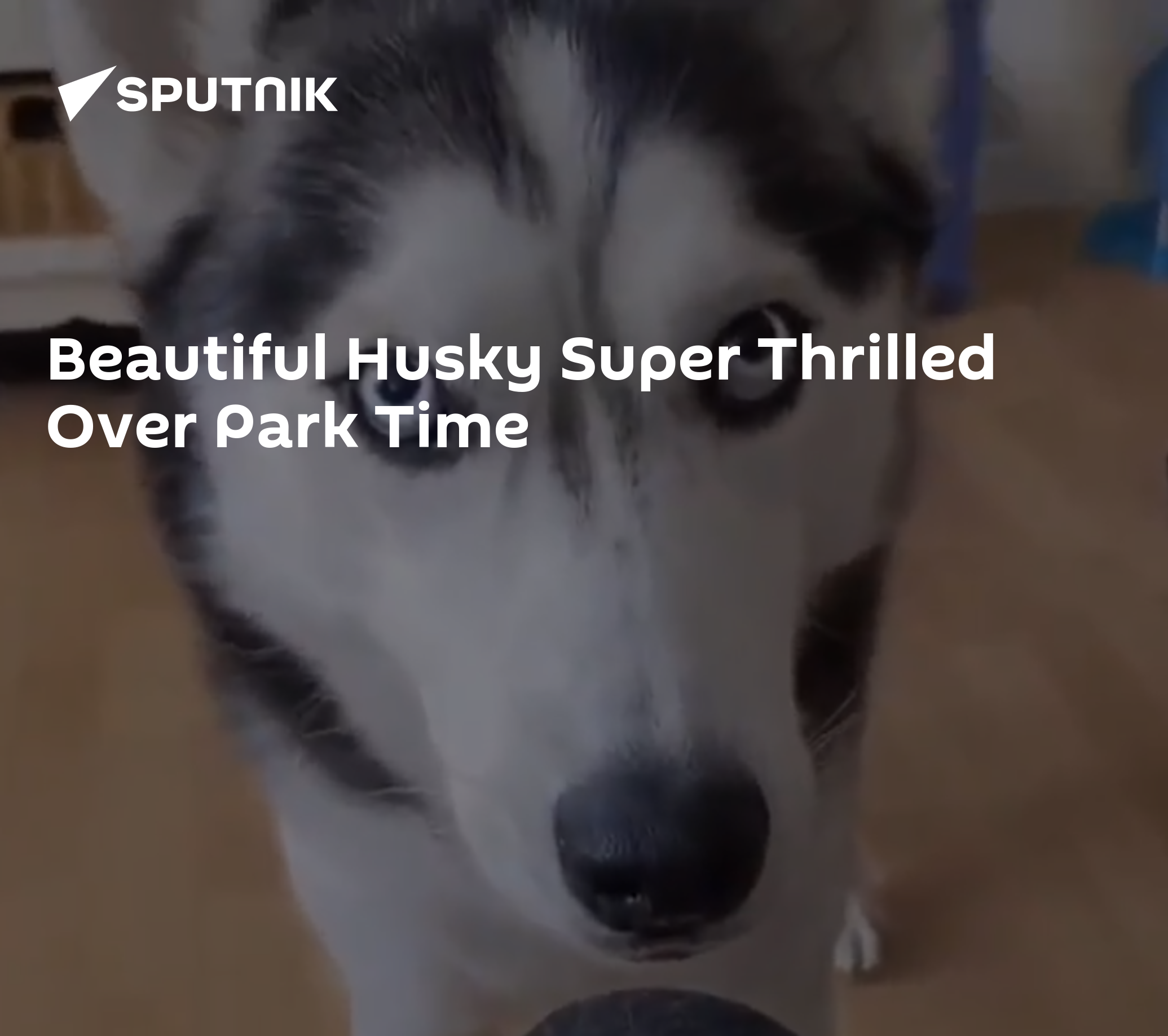 Beautiful Husky Super Thrilled Over Park Time