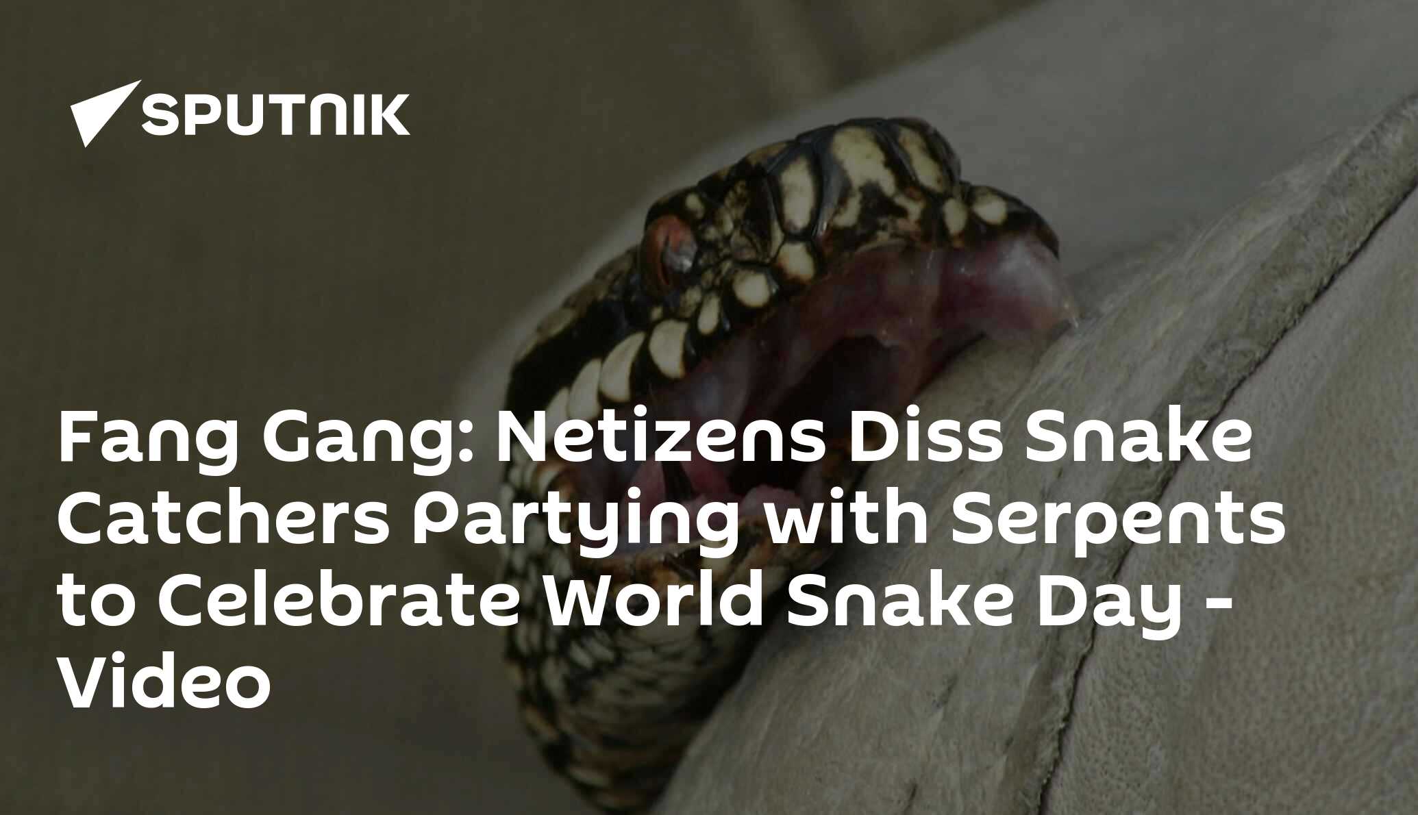 Fang Gang: Netizens Diss Snake Catchers Partying with Serpents to ...
