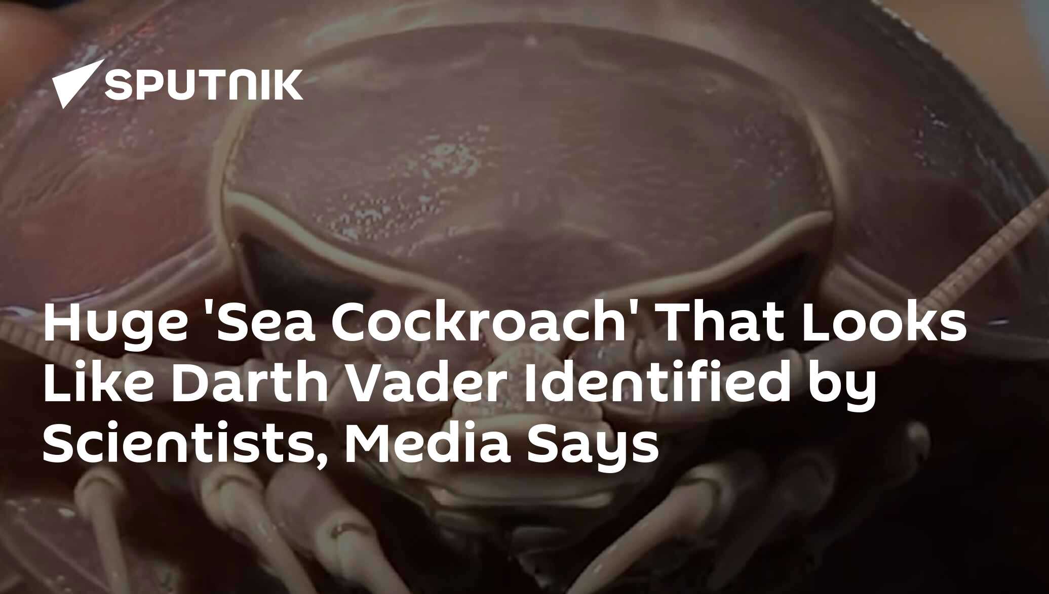 Huge 'Sea Cockroach' That Looks Like Darth Vader Identified by ...