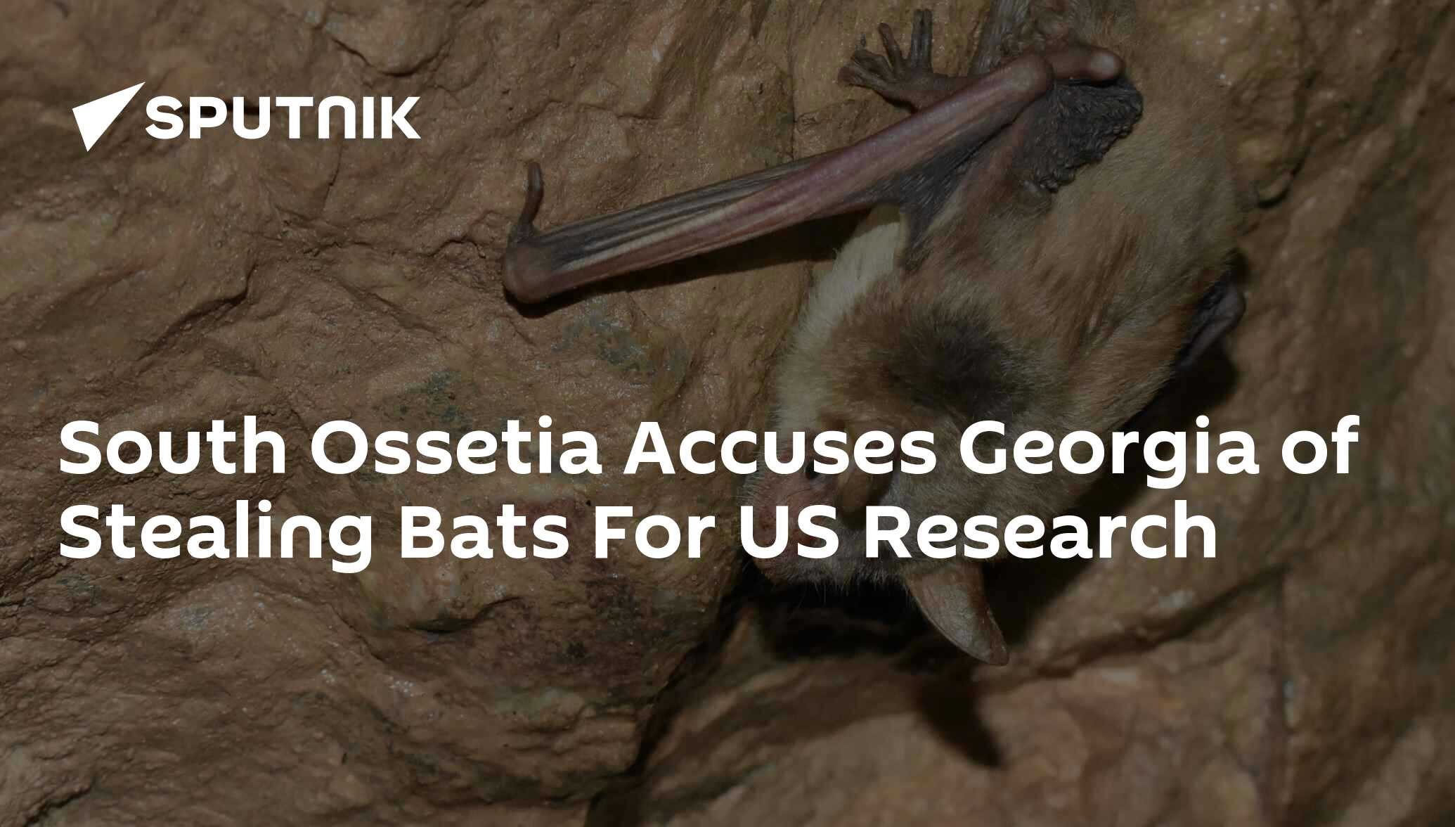 South Ossetia Accuses Georgia of Stealing Bats For US Research