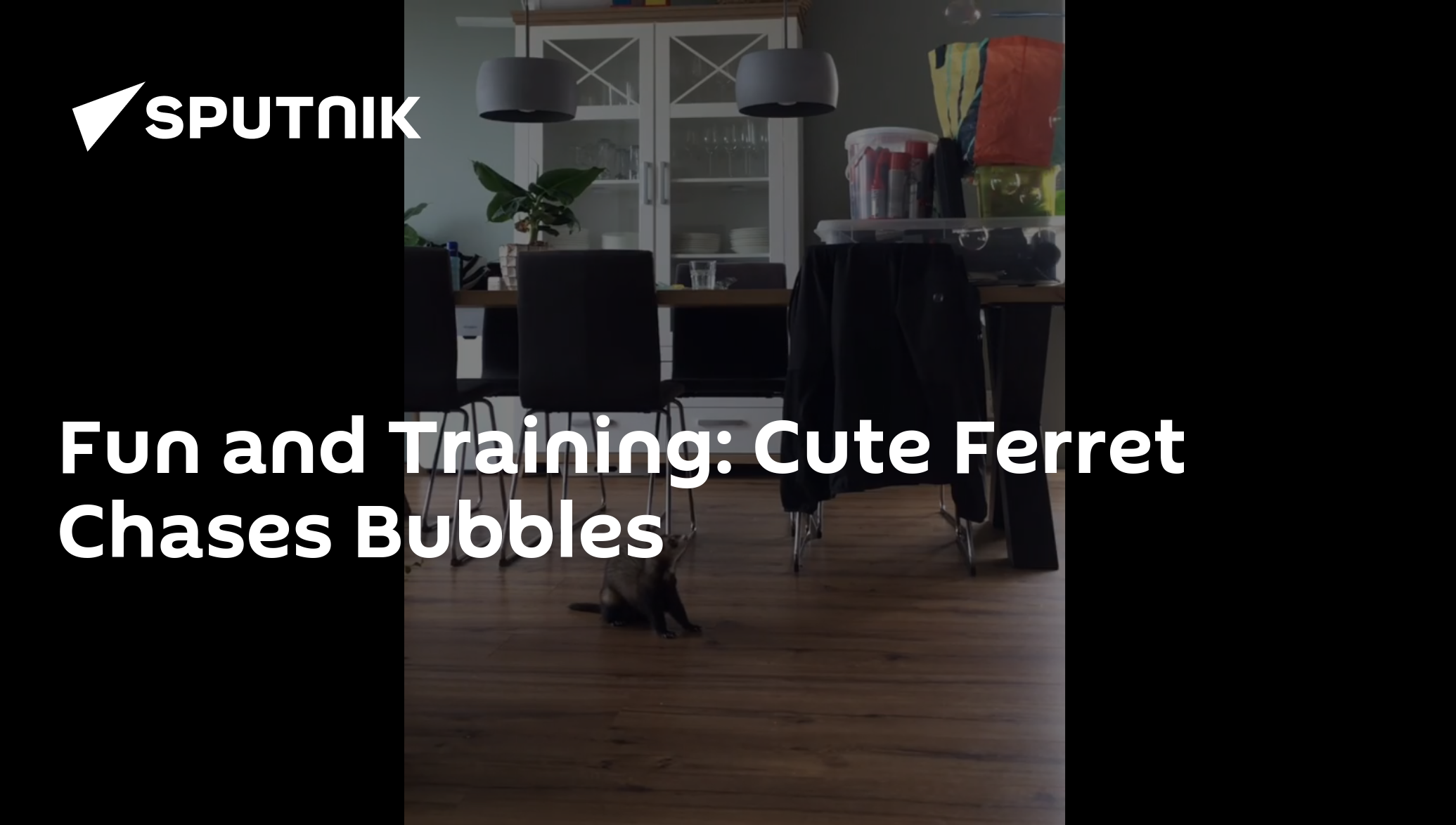 Fun and Training: Cute Ferret Chases Bubbles - 19.07.2020, Sputnik ...