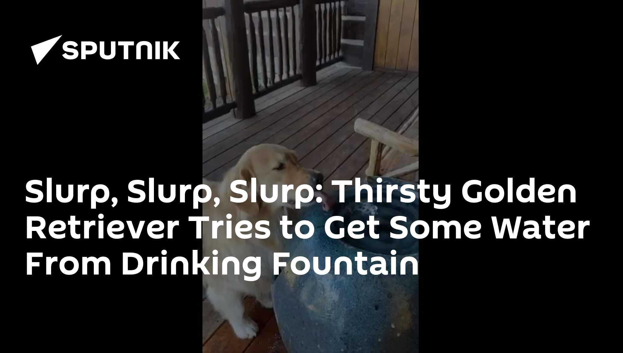 Slurp, Slurp, Slurp: Thirsty Golden Retriever Tries to Get Some Water ...
