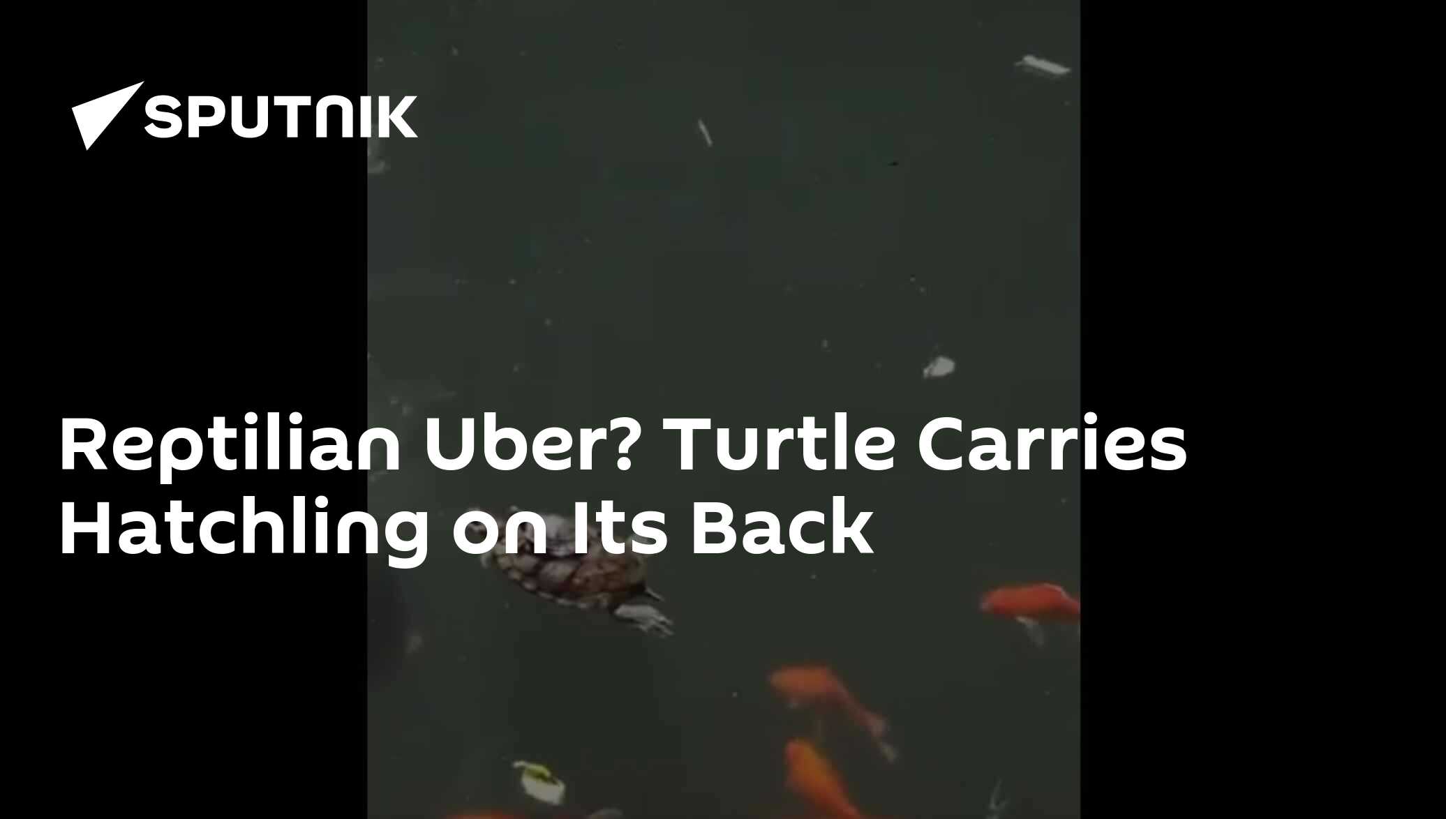 Reptilian Uber? Turtle Carries Hatchling on Its Back