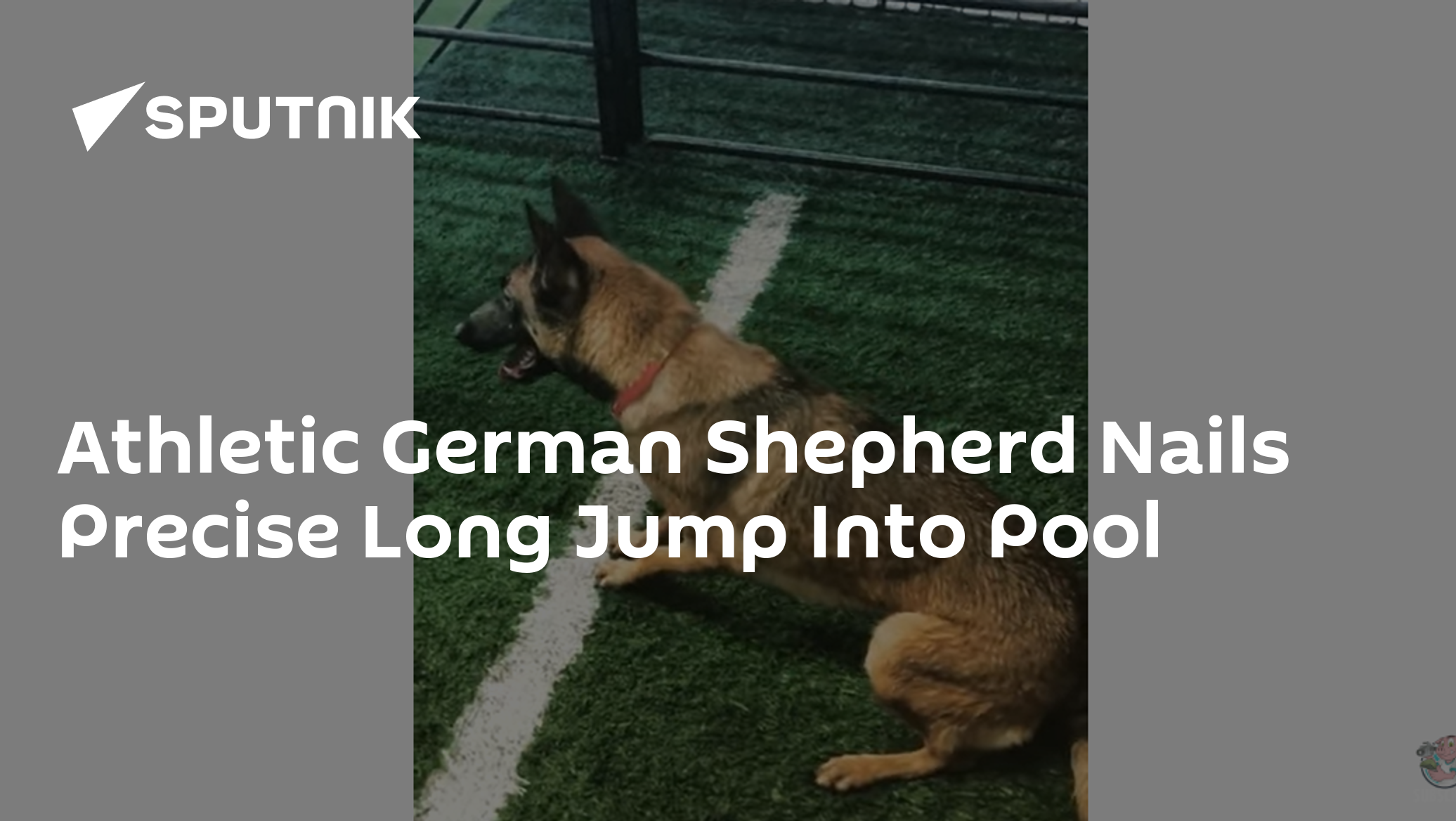 Athletic German Shepherd Nails Precise Long Jump Into Pool