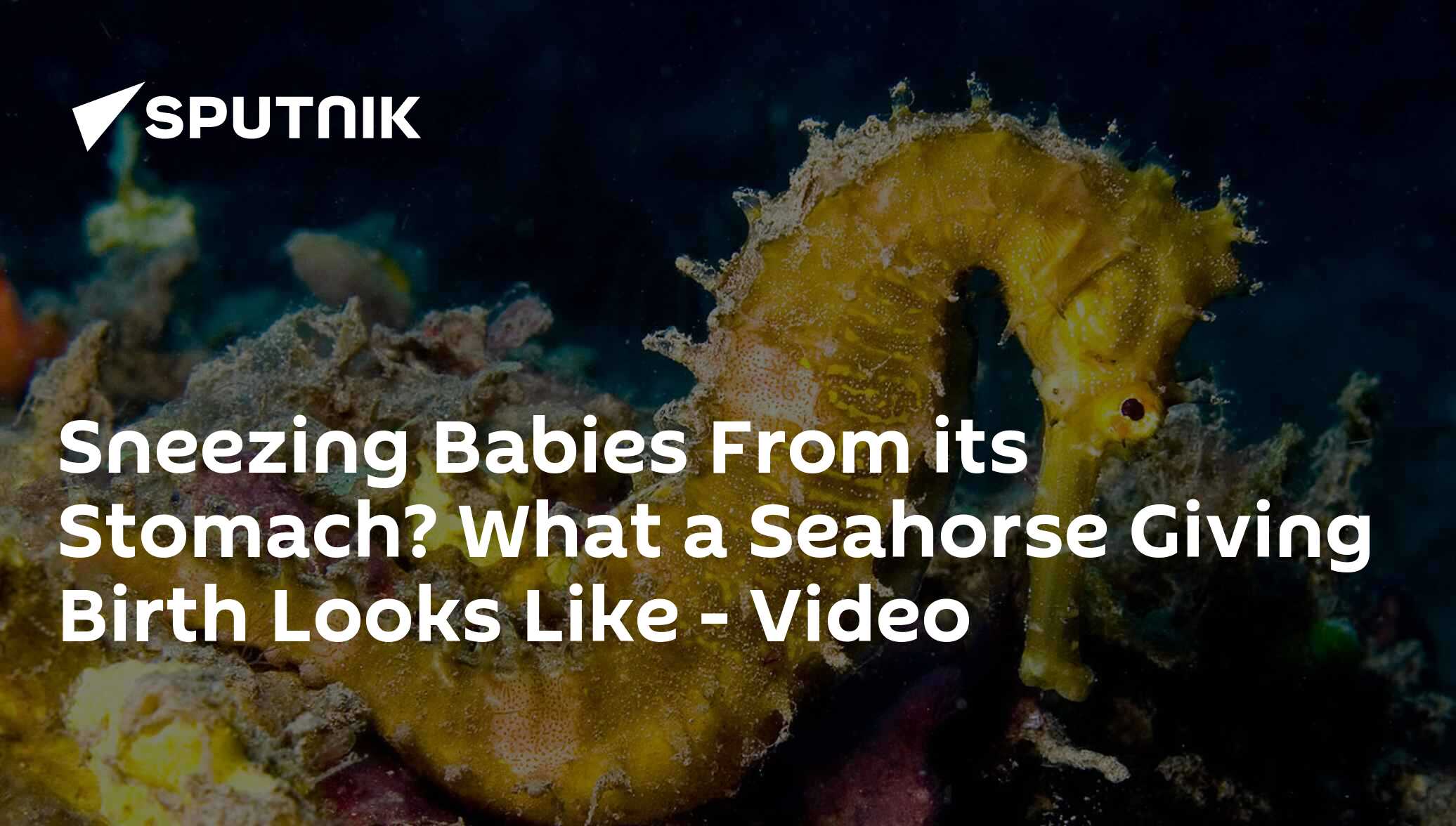 Sneezing Babies From its Stomach? What a Seahorse Giving Birth Looks ...