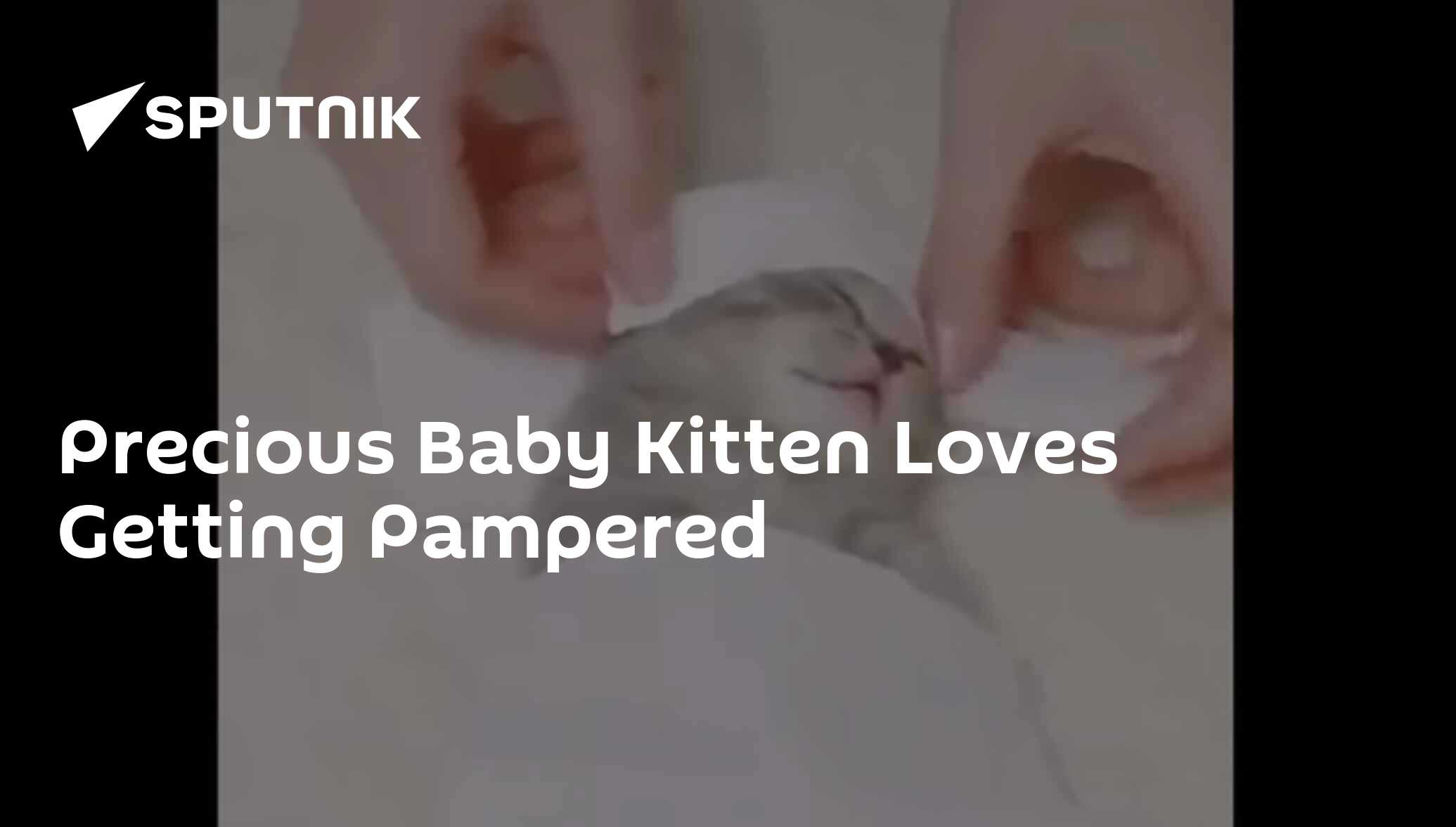 Precious Baby Kitten Loves Getting Pampered
