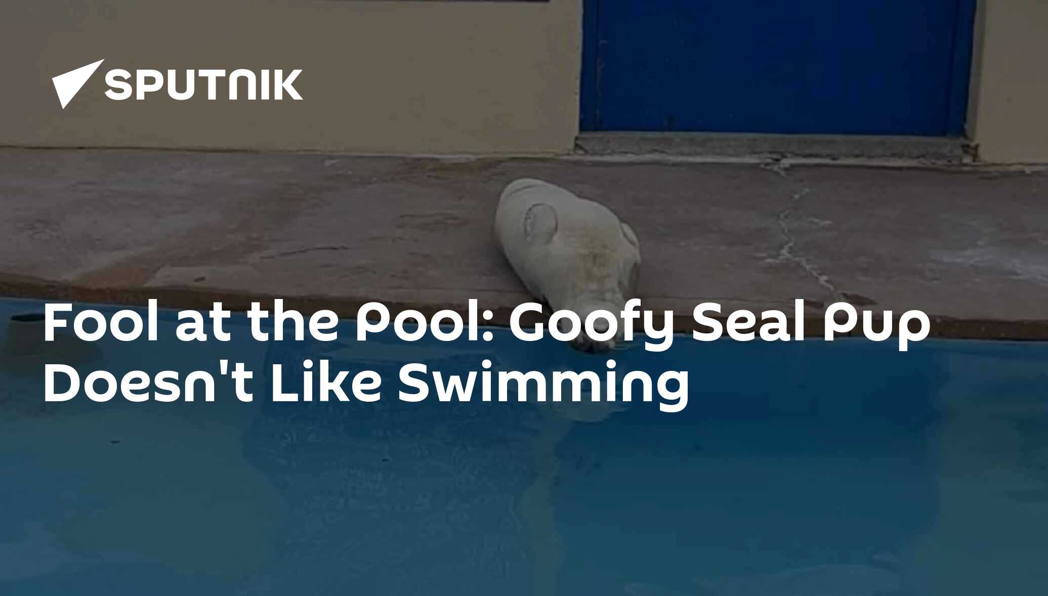 Fool at the Pool: Goofy Seal Pup Doesn't Like Swimming