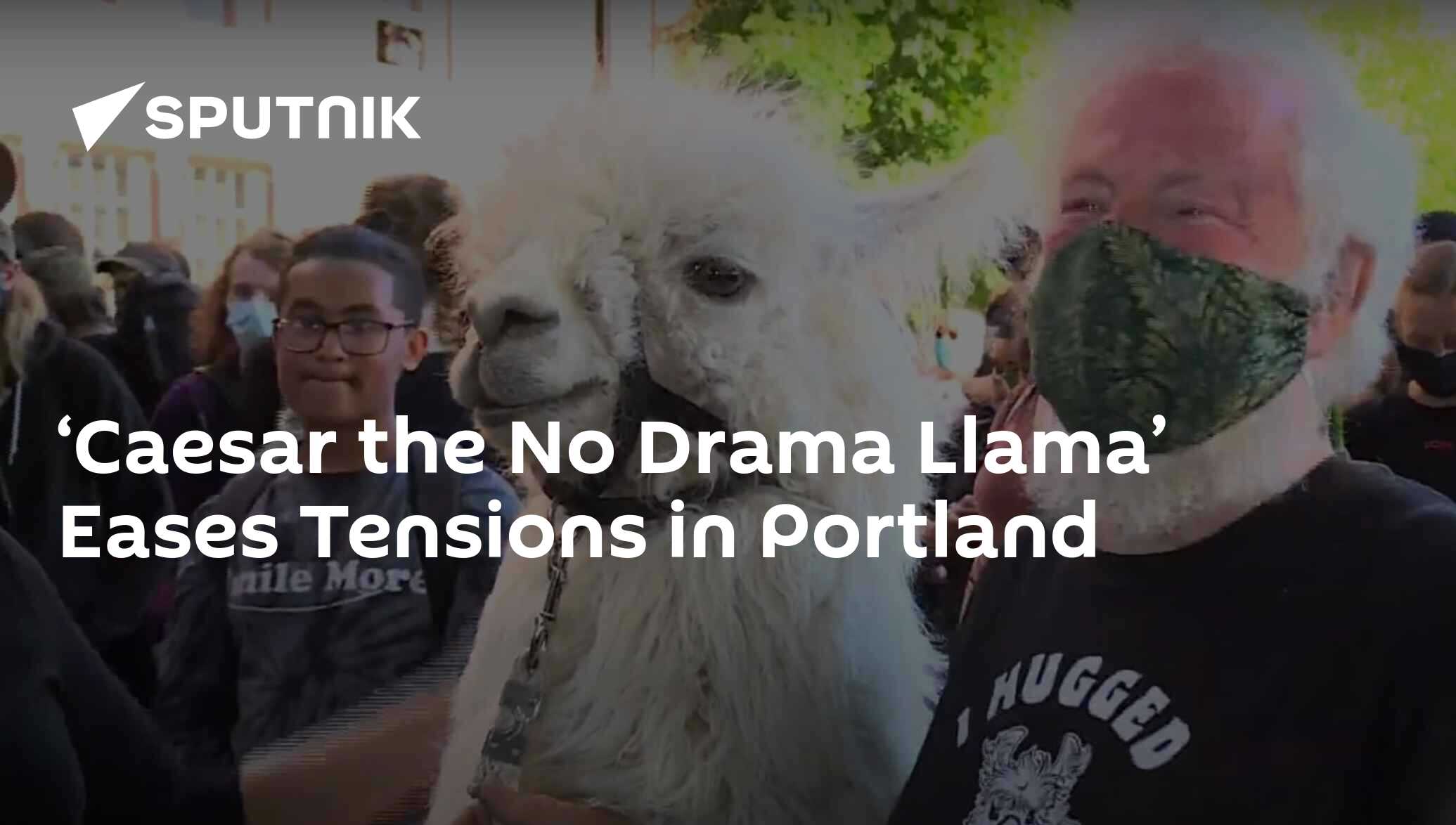 ‘Caesar the No Drama Llama’ Eases Tensions in Portland - 06.08.2020 ...