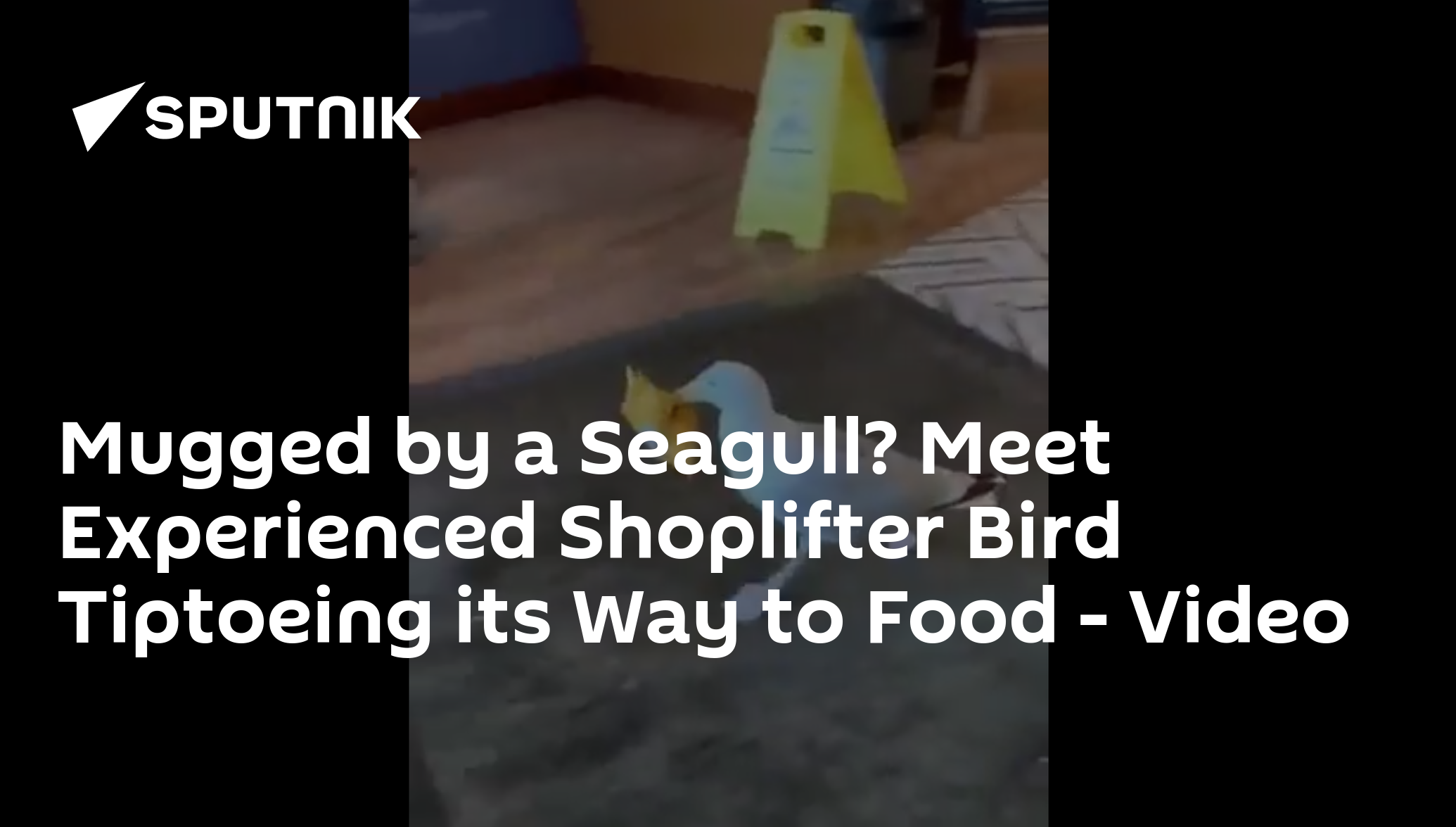 Mugged by a Seagull? Meet Experienced Shoplifter Bird Tiptoeing its Way ...