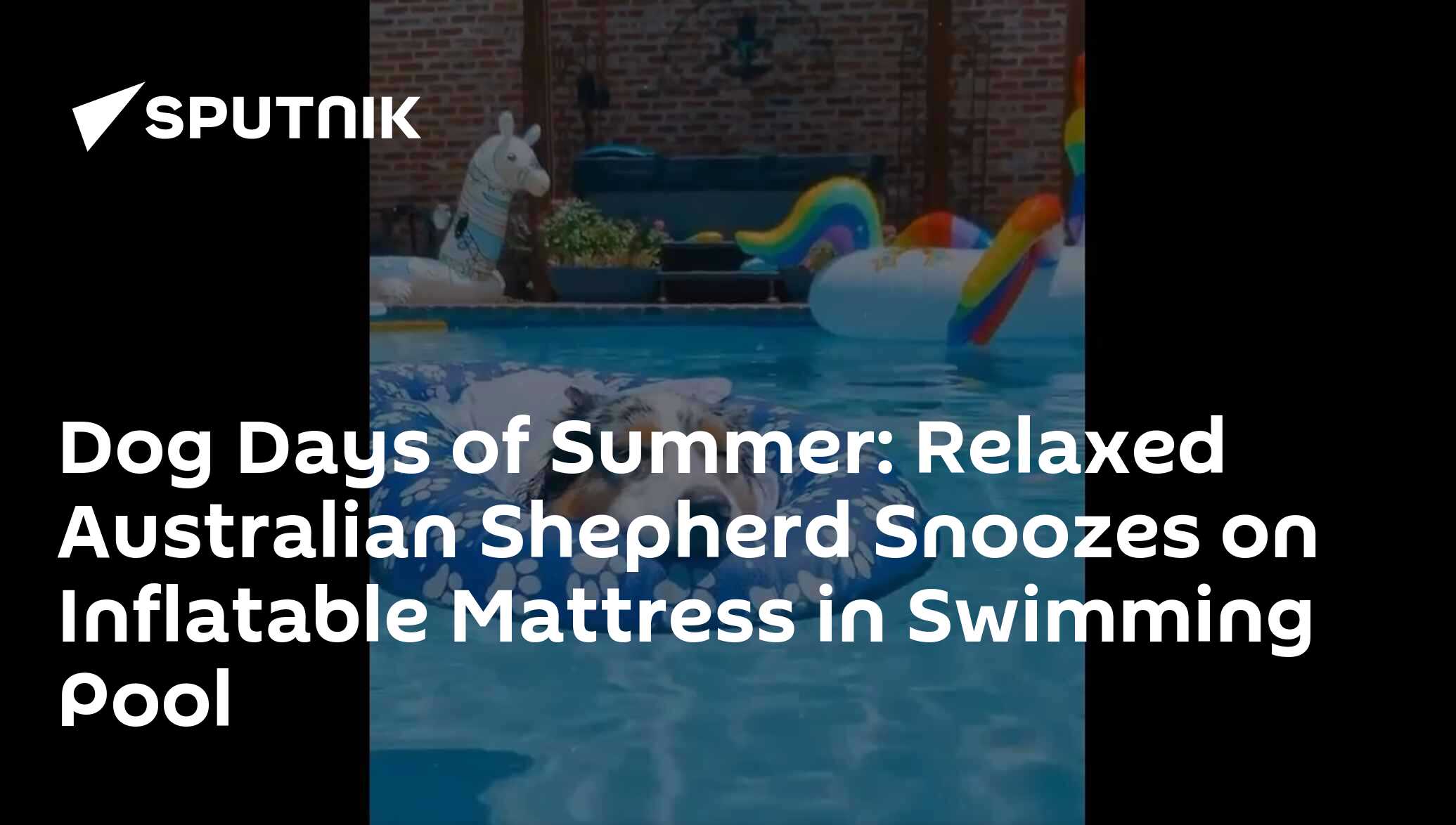 Dog Days of Summer: Relaxed Australian Shepherd Snoozes on Inflatable ...