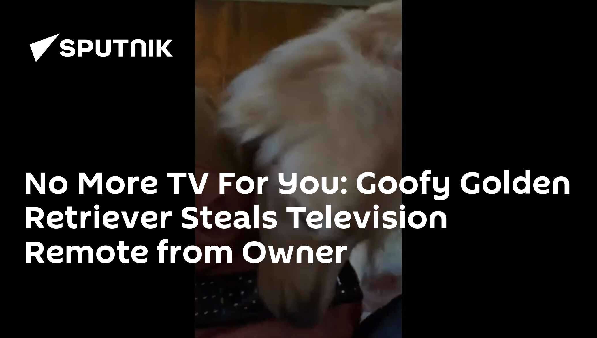 No More TV For You: Goofy Golden Retriever Steals Television Remote ...