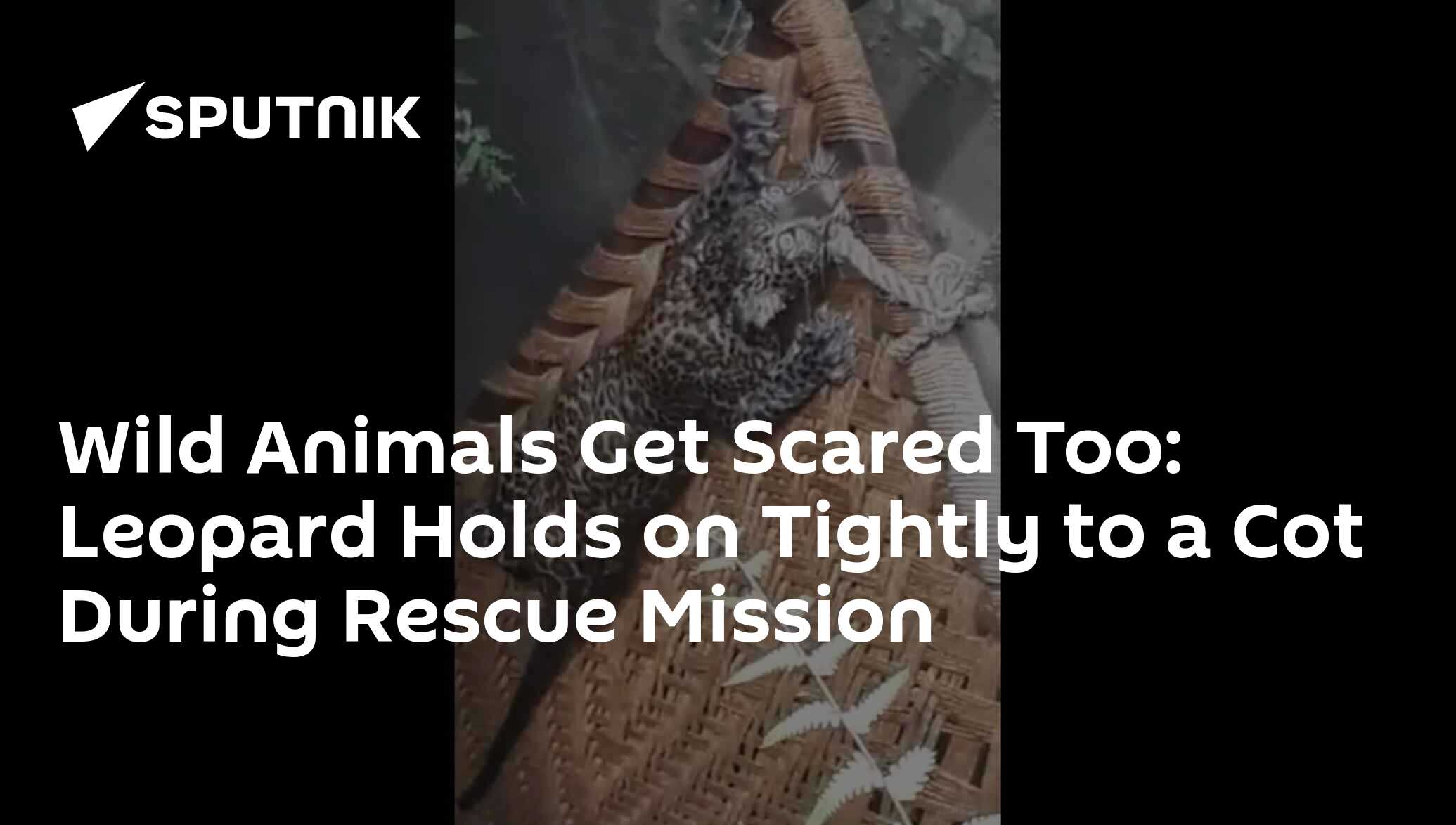 Wild Animals Get Scared Too: Leopard Holds on Tightly to a Cot During ...